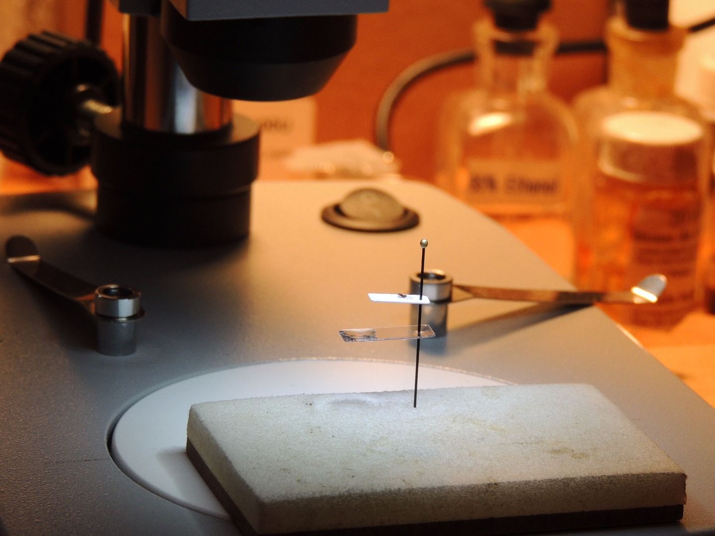 Beetle Dissection and Mounting : 8 Steps (with Pictures) - Instructables