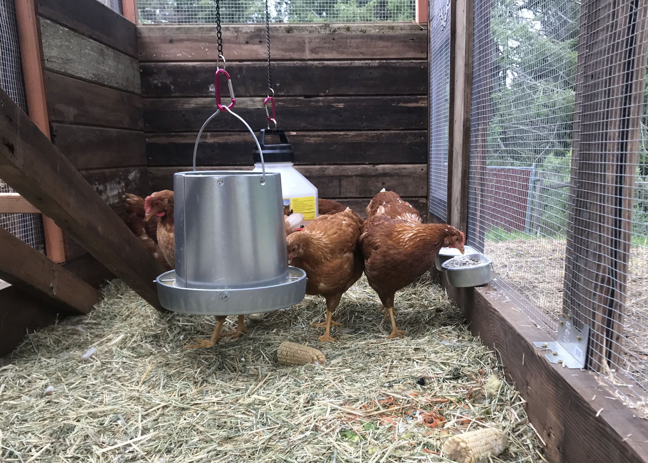 Hen Saloon : 16 Steps (with Pictures) - Instructables