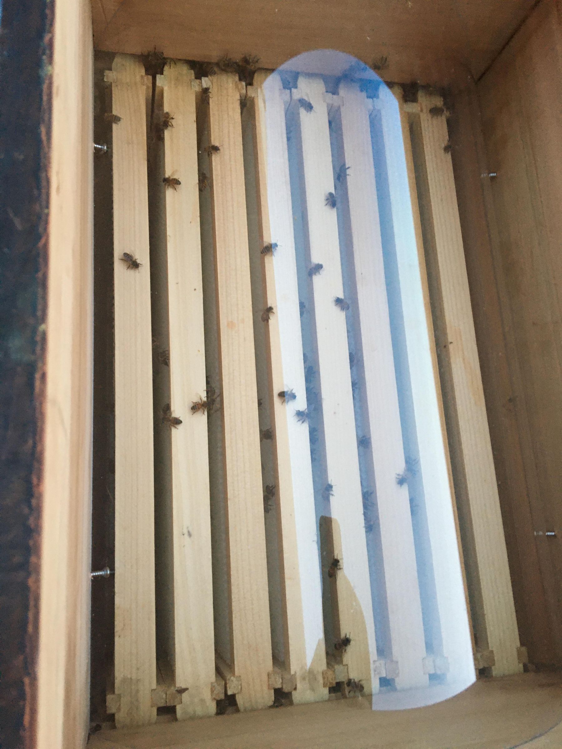 DIY HONEY BEE HIVE OBSERVATION DOME WITH IN HIVE FEEDER : 5 Steps (with ...