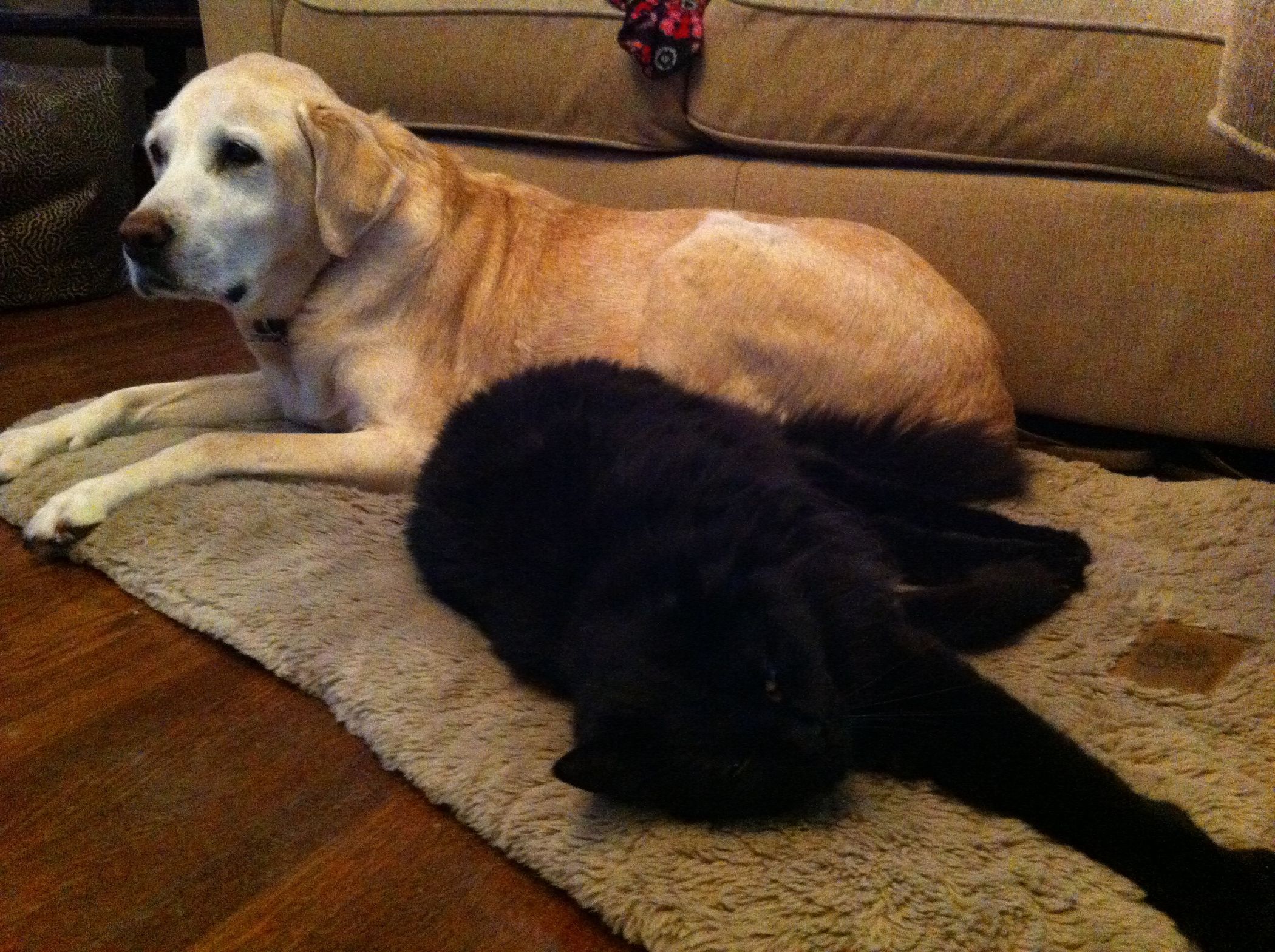 How to Get Dogs and Cats to Like Eachother : 4 Steps - Instructables