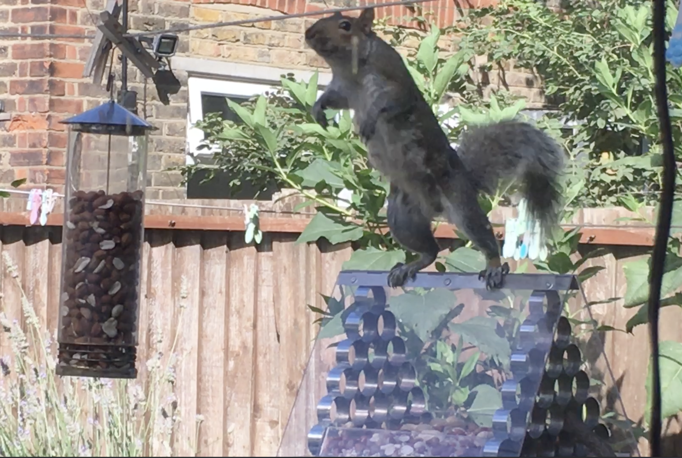 Squirrel Proof Bird Feeder Challenge : 43 Steps (with Pictures ...