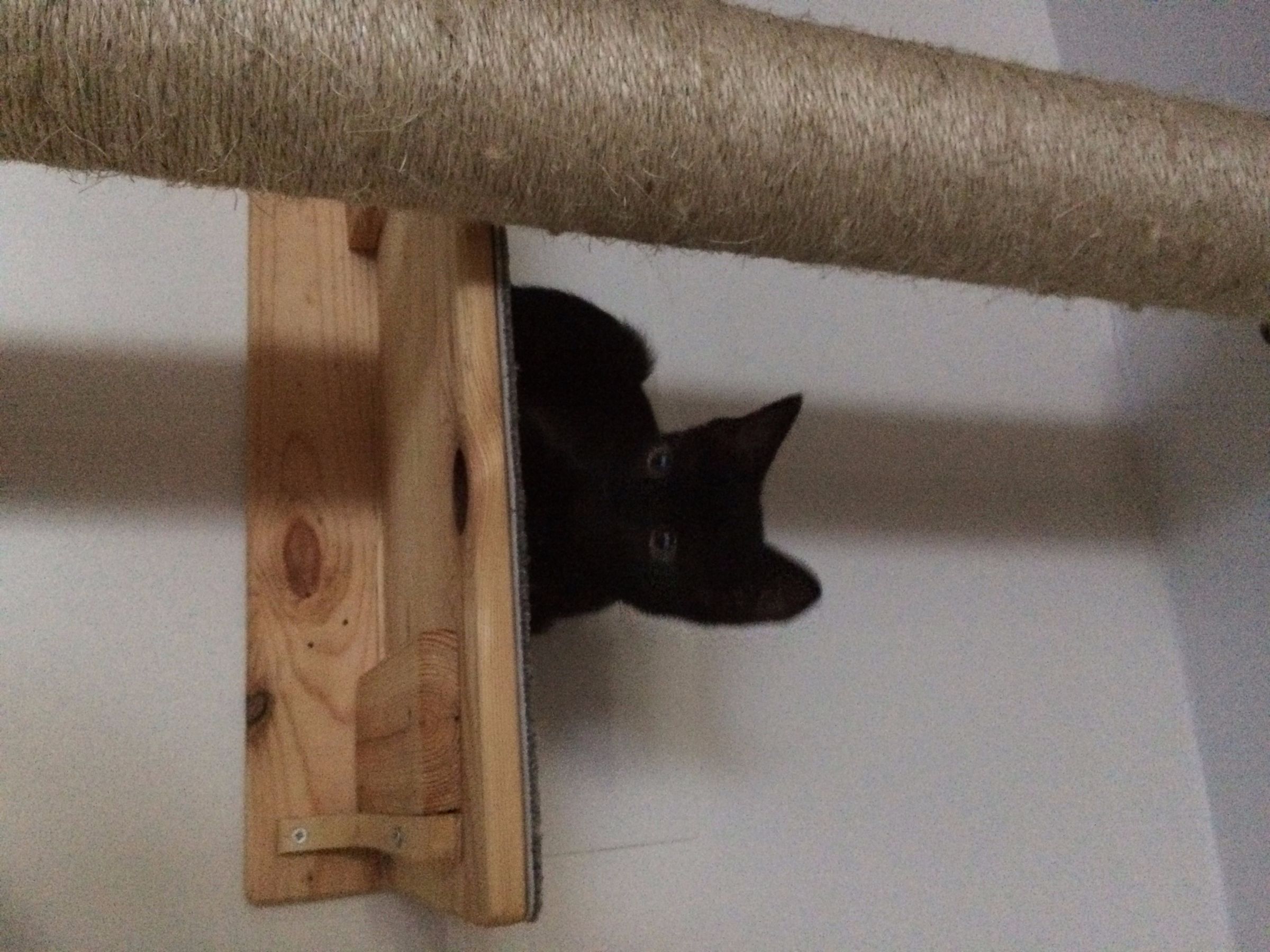 Cats' Corner : 10 Steps - Instructables