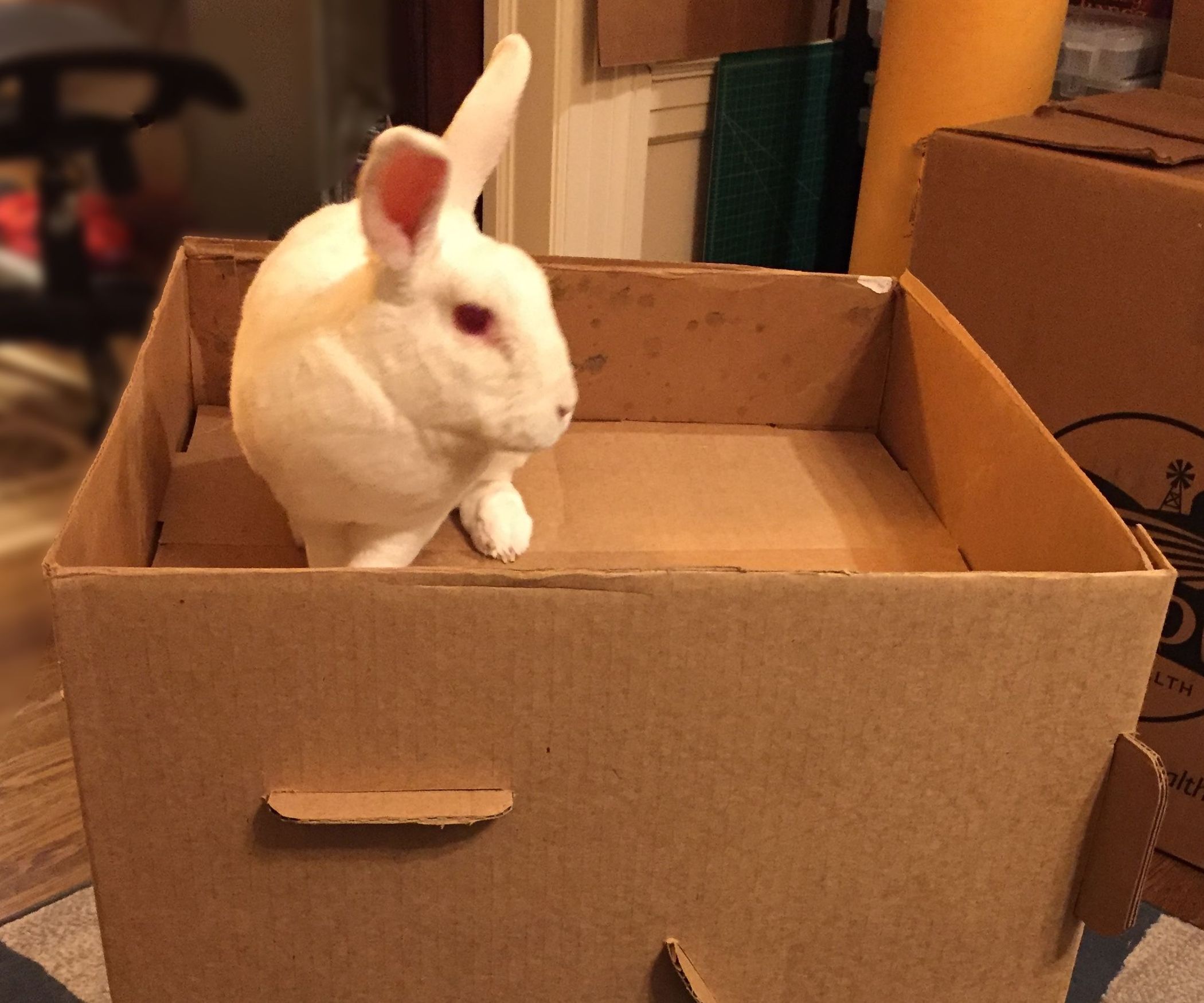 Rabbit Cottage From a Hay Box : 27 Steps (with Pictures) - Instructables