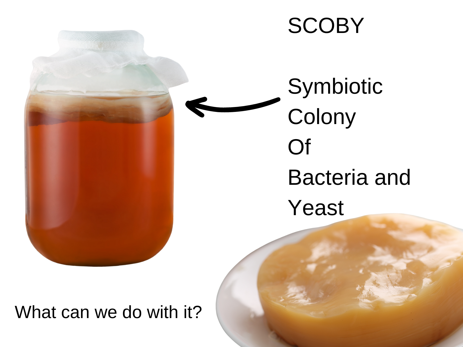 Growing a Leather-like Biomaterial in the Classroom From Kombucha : 17 ...