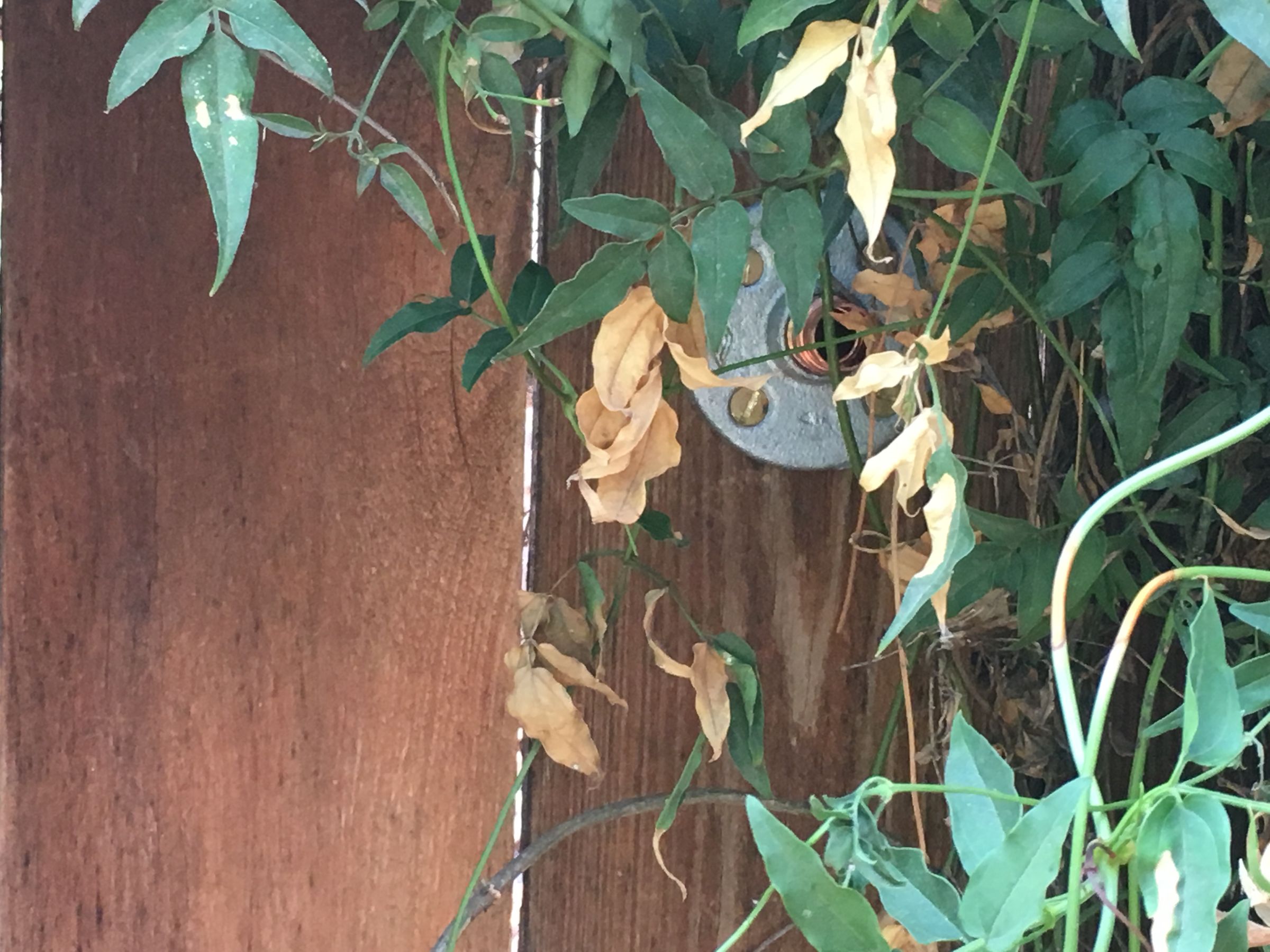 English Breakfast Tea Floating Fountain : 8 Steps (with Pictures ...