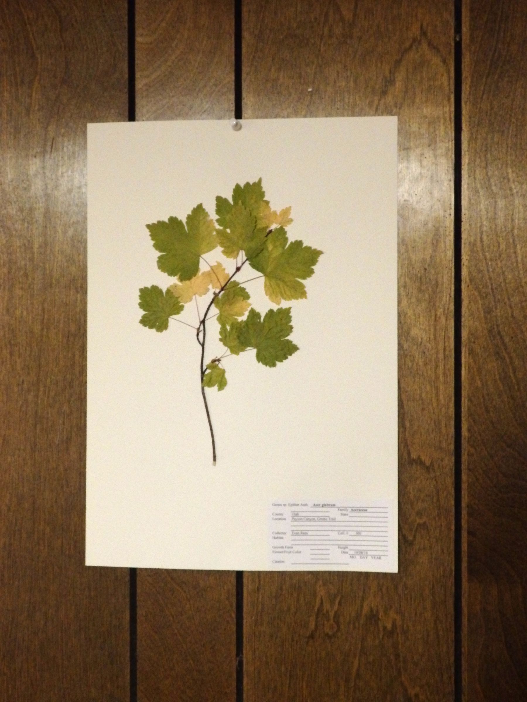 How to Mount Plants : 11 Steps (with Pictures) - Instructables