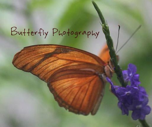 Butterfly Photography : 6 Steps (with Pictures) - Instructables