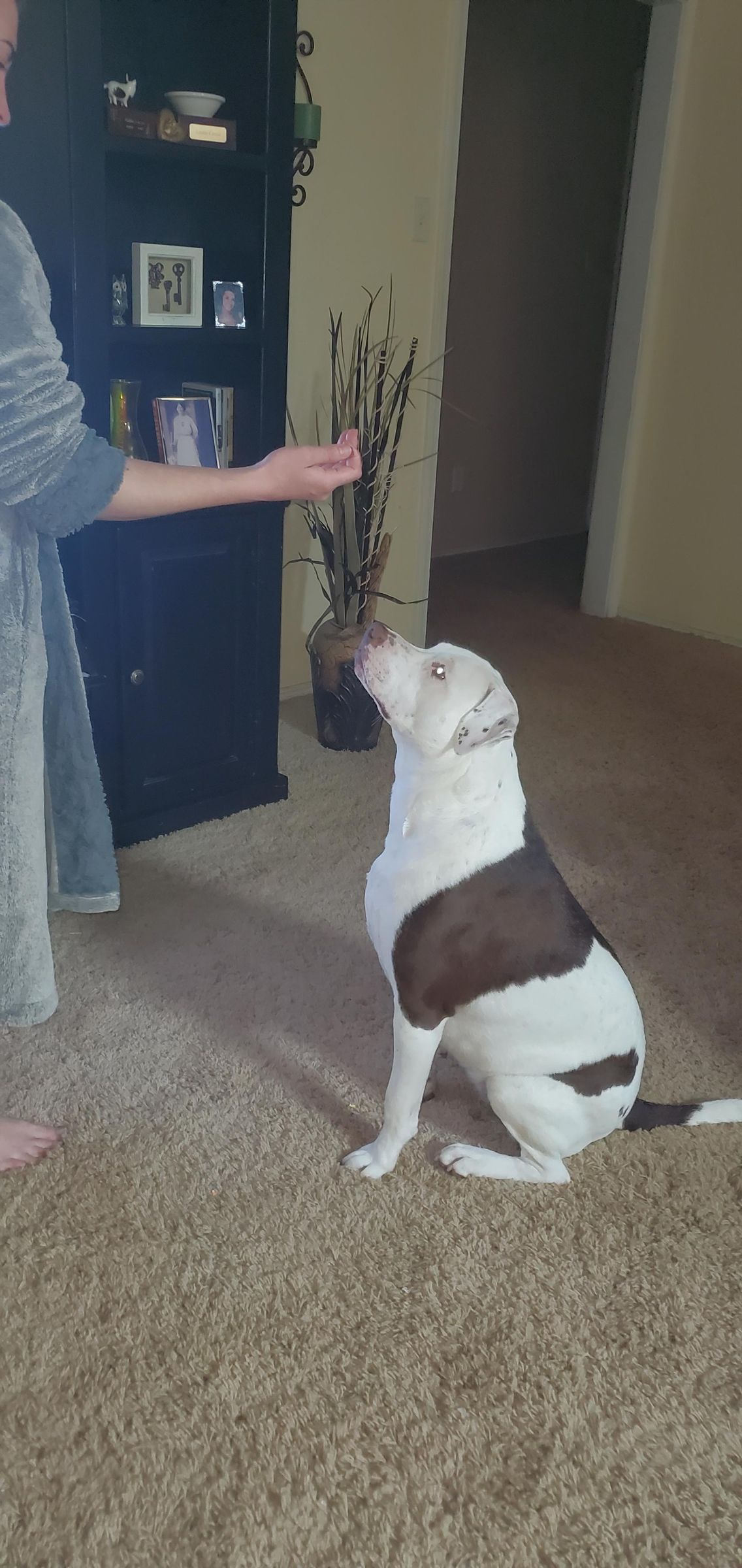 How to Train Your Dog to Sit _ Luring Method : 8 Steps - Instructables