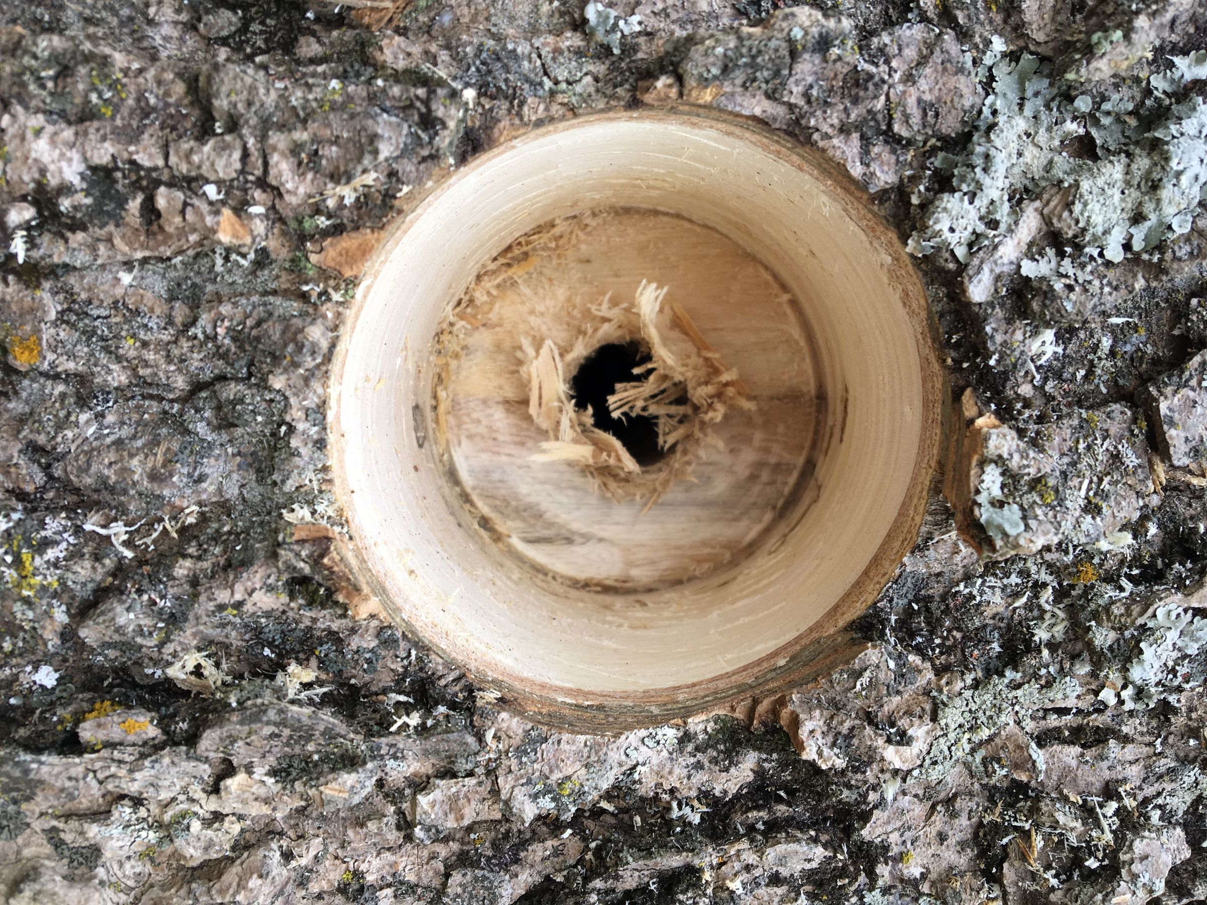 Epic Treehouse : 13 Steps (with Pictures) - Instructables