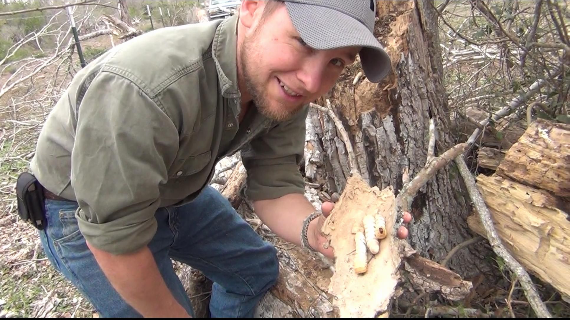 How to Cook and EAT Giant Grubs : 6 Steps (with Pictures) - Instructables