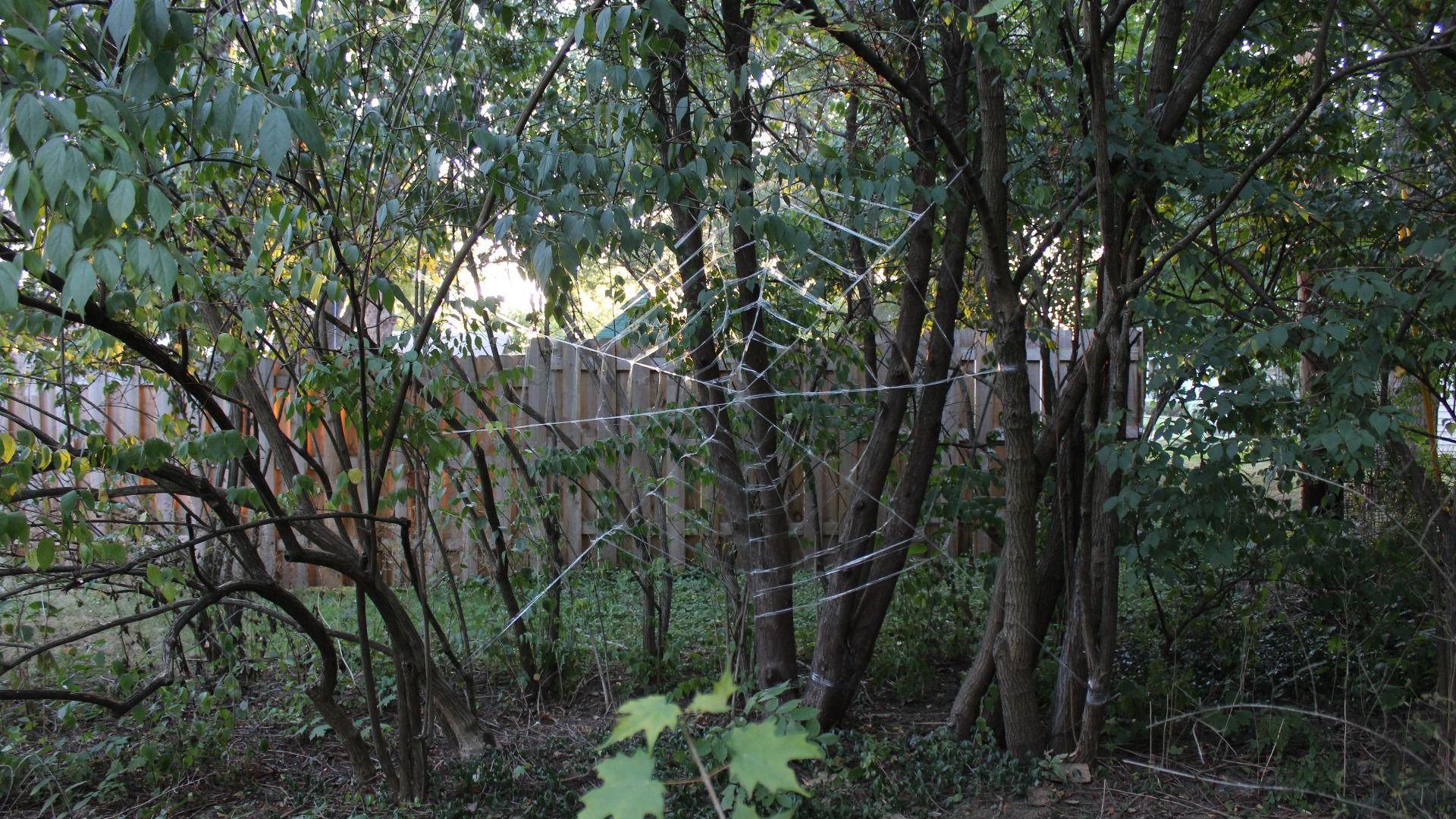 Giant Spider Web : 9 Steps (with Pictures) - Instructables