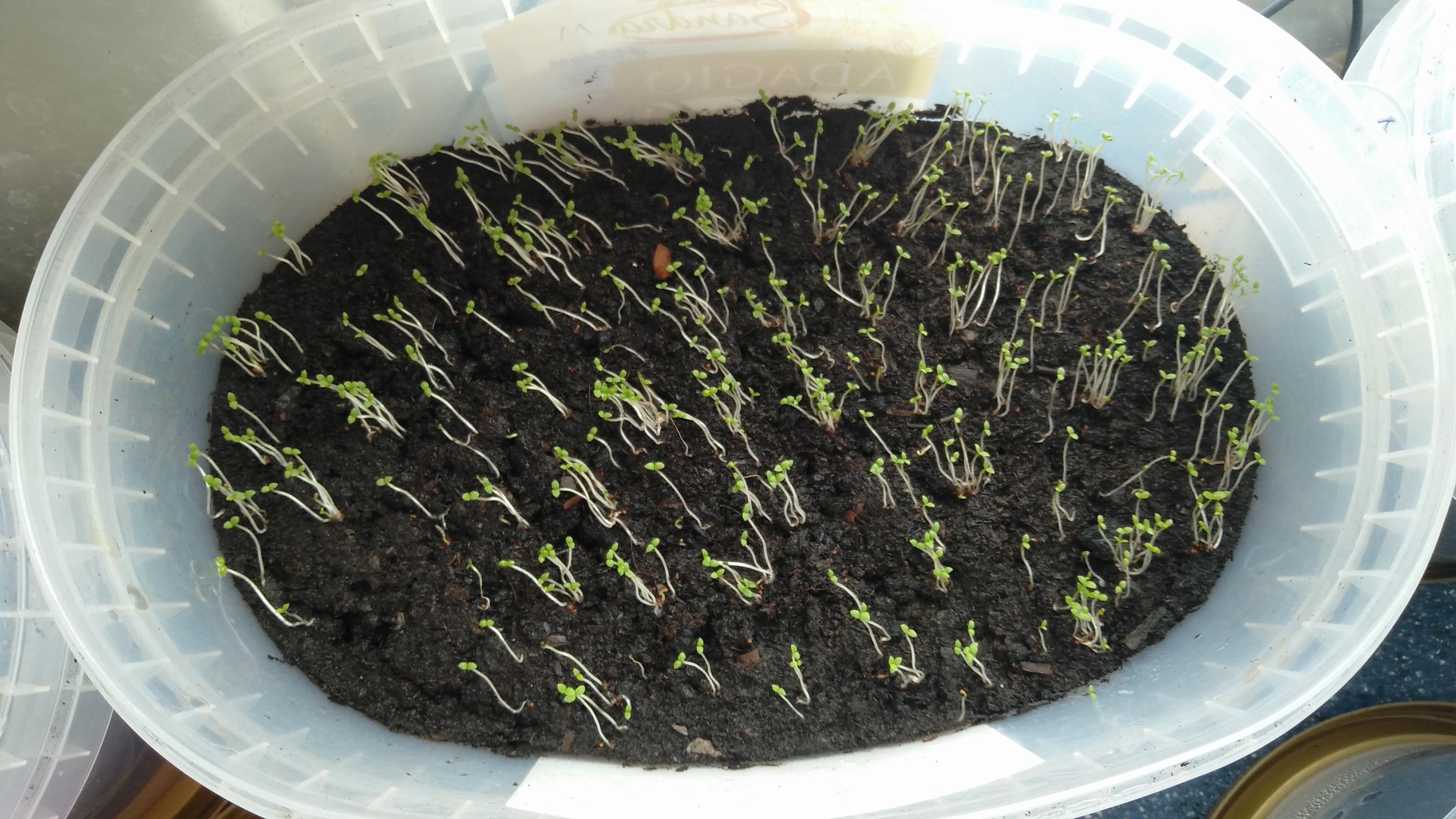 🌼 DIY Seedling Propagator From Recycled Plastic Container 🌼 : 12 Steps ...