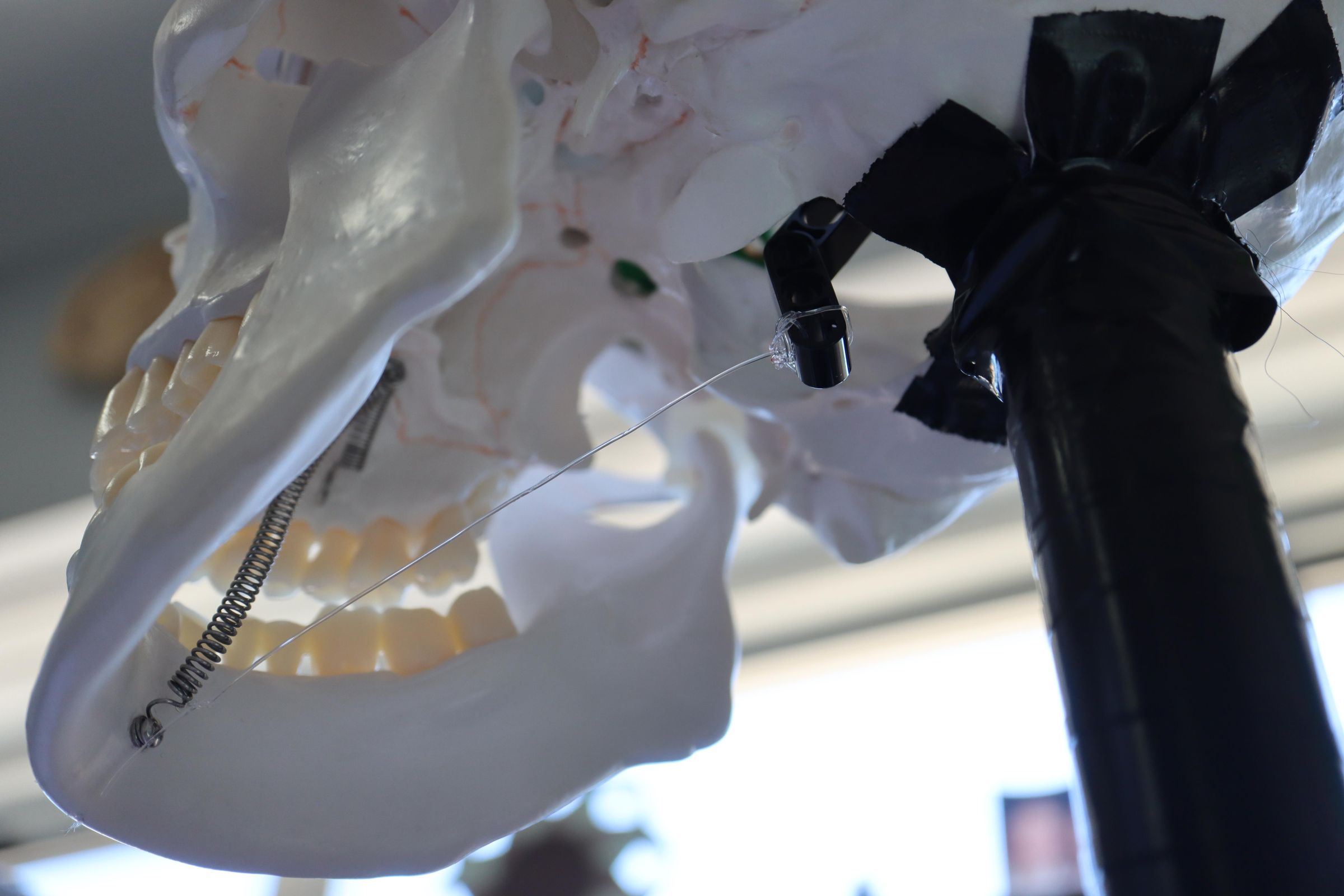 Easy Talking Skull With Micro:bit - Remote Control Animatronic Skull ...