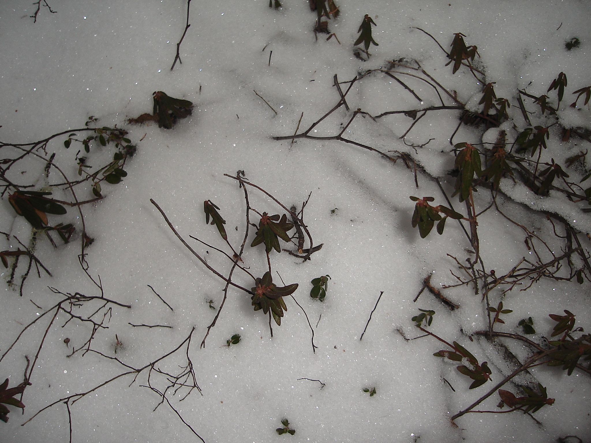 Labrador Tea : 5 Steps - Instructables