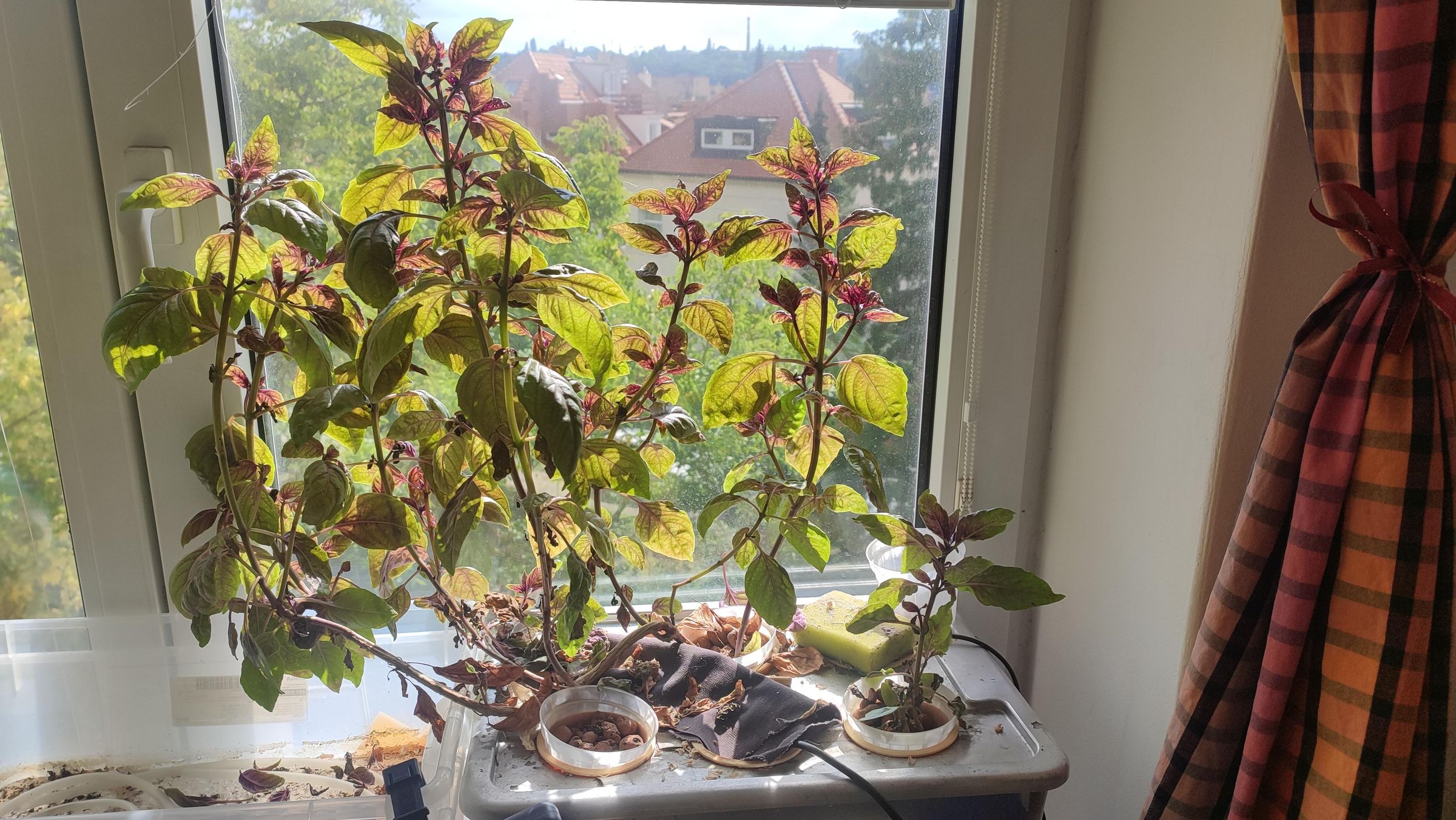 Simple Solar Powered Deep Hydroponics (SiSoPoDH) : 6 Steps (with ...