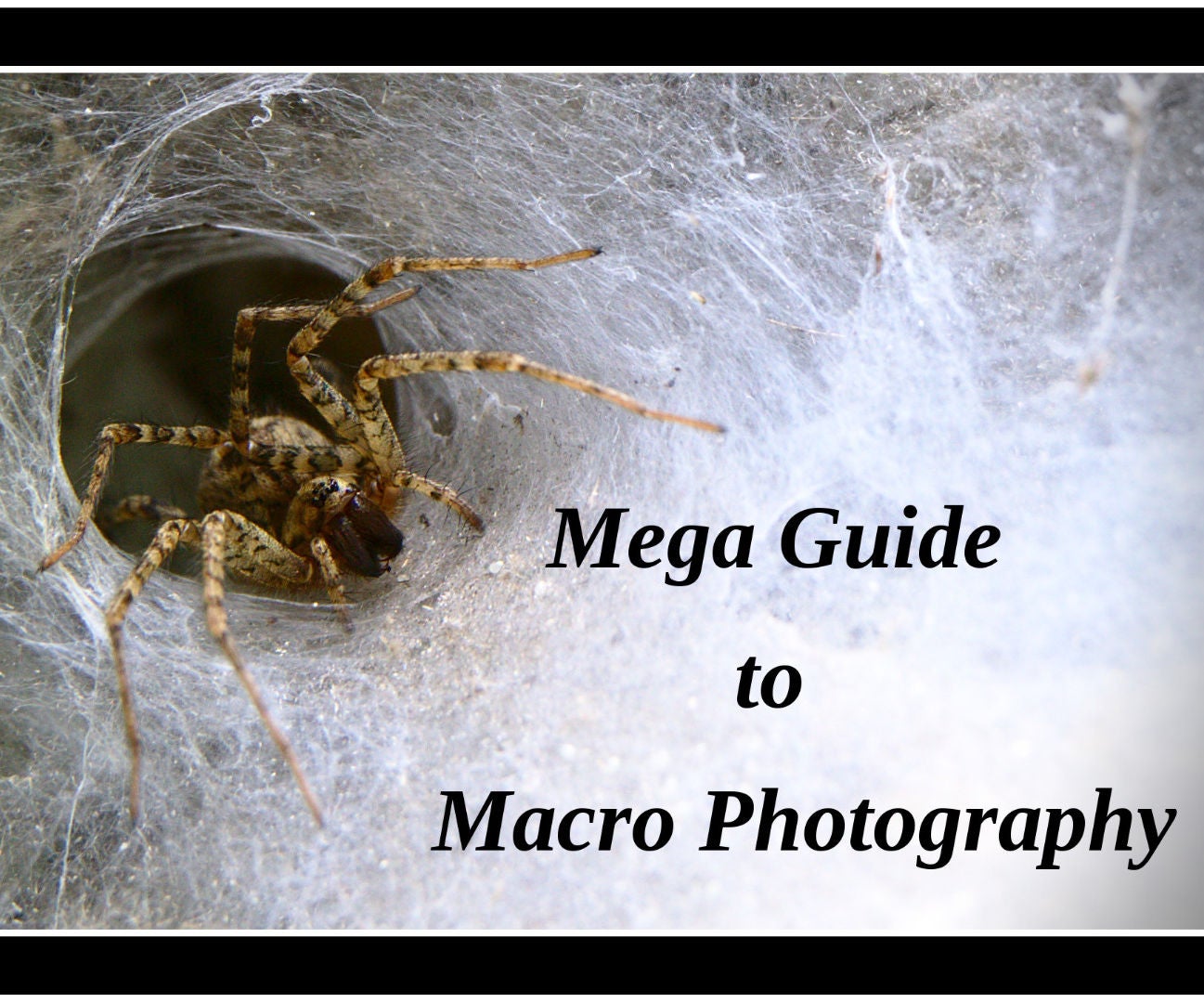 Mega Guide to Macro Photography : 7 Steps (with Pictures) - Instructables