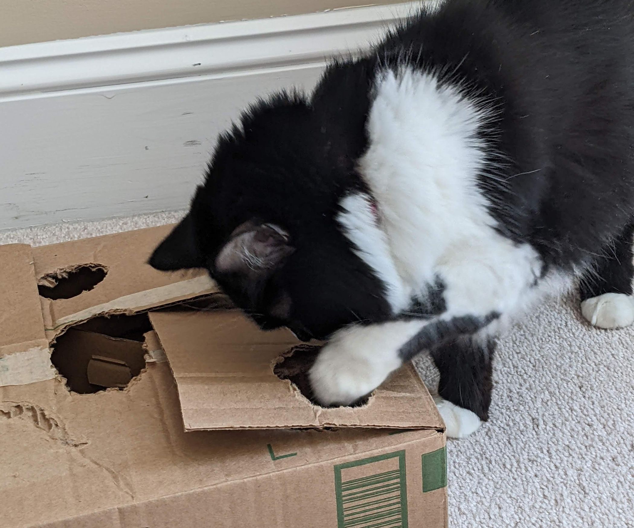 Cat Puzzle Toy - Adjustable Difficulty : 11 Steps (with Pictures ...