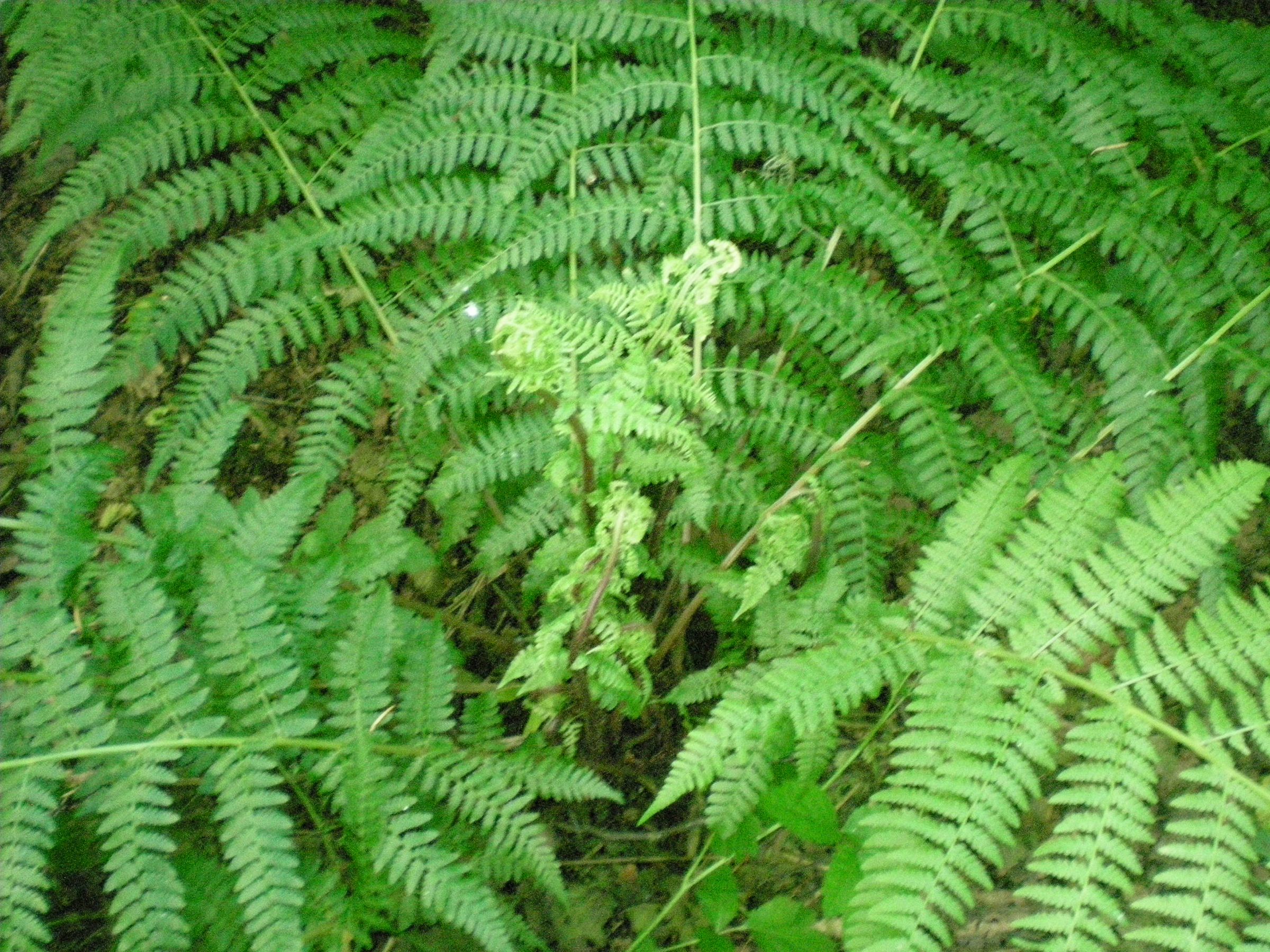Fern Nursery : 6 Steps (with Pictures) - Instructables