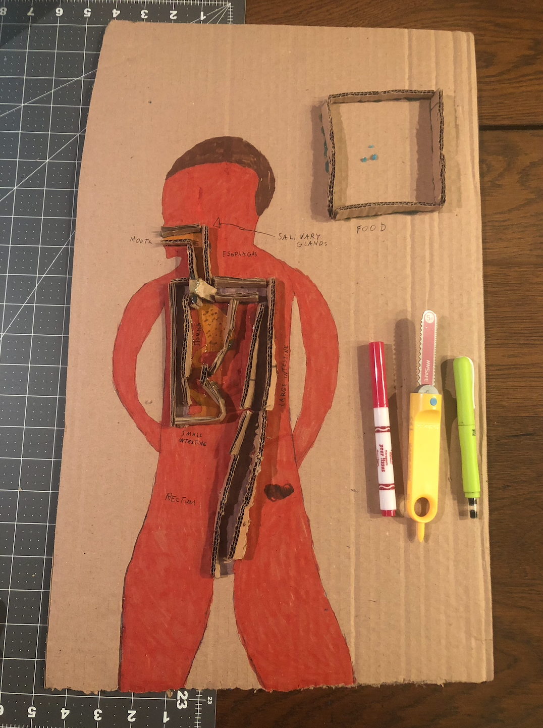 Interactive Digestive System : 9 Steps (with Pictures) - Instructables