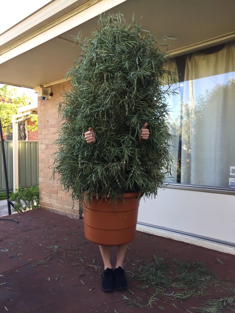 Shrub (Bush, Plant) Costume : 3 Steps (with Pictures) - Instructables