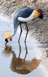 Puppet - Ugandan Crested Crane : 6 Steps (with Pictures) - Instructables