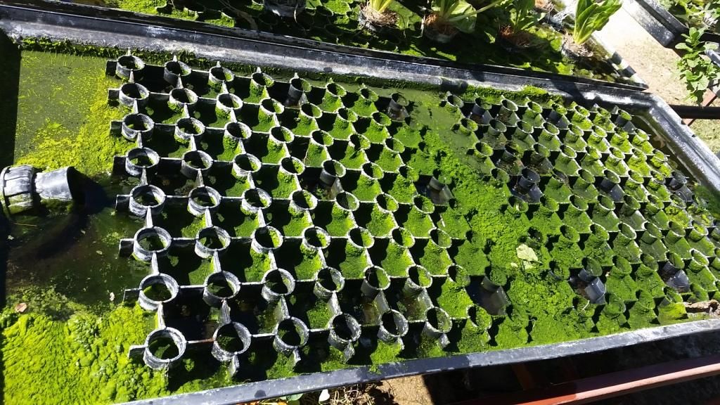 Hydroponic System Problems