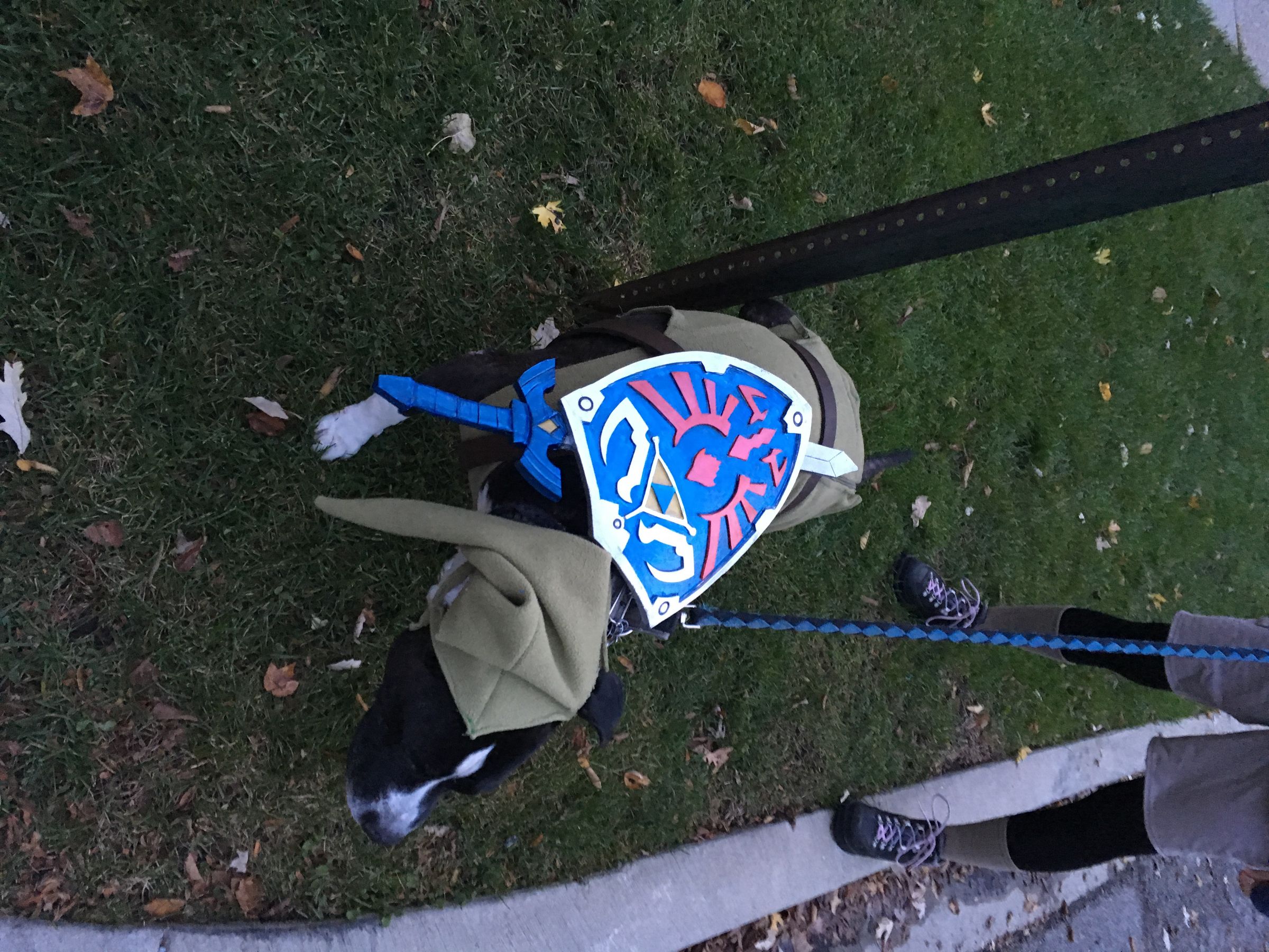 Legend of Zelda: "Link" Dog Costume : 8 Steps (with Pictures ...