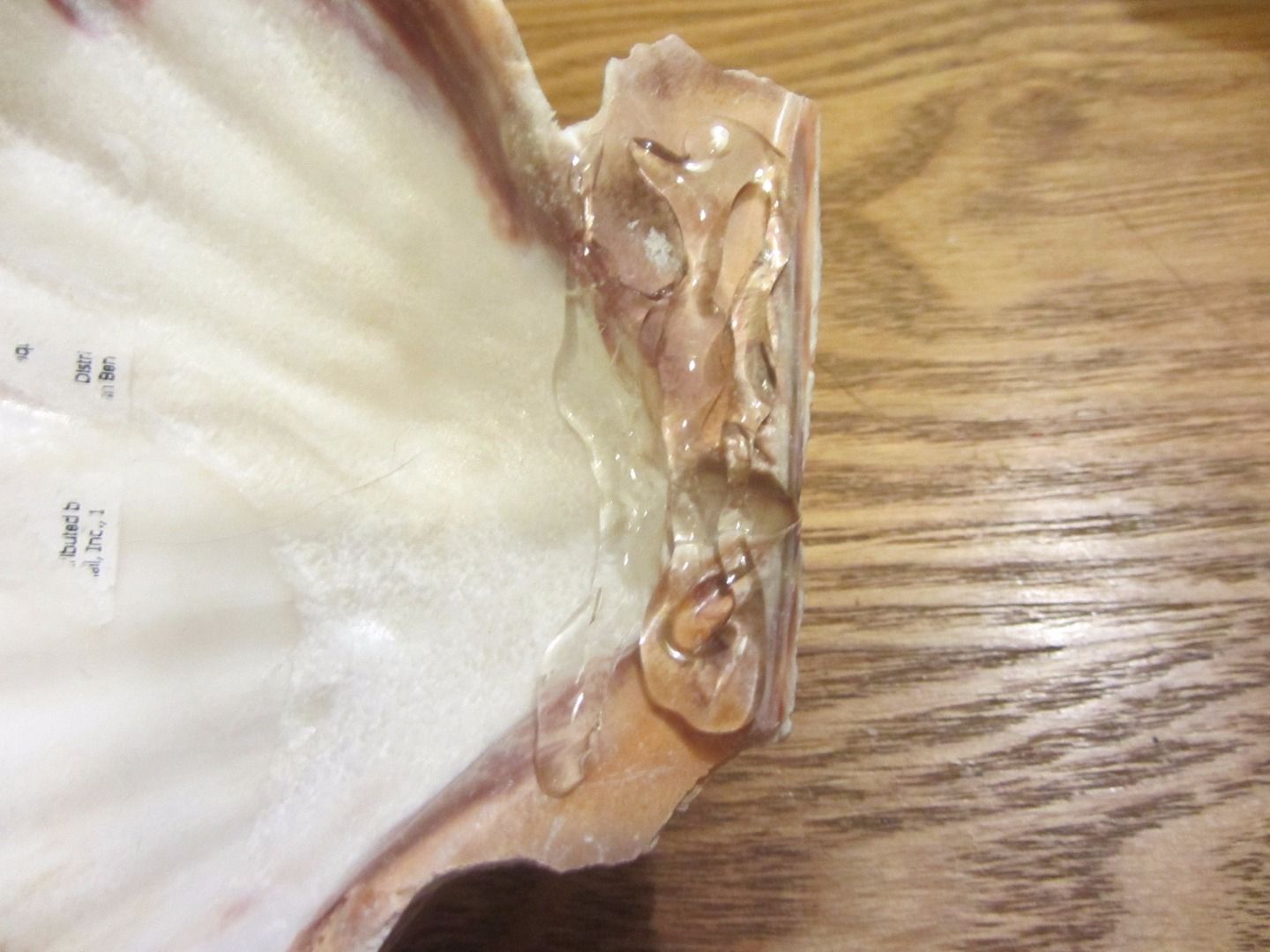 DIY Mermaid Shell Bra : 5 Steps (with Pictures) - Instructables