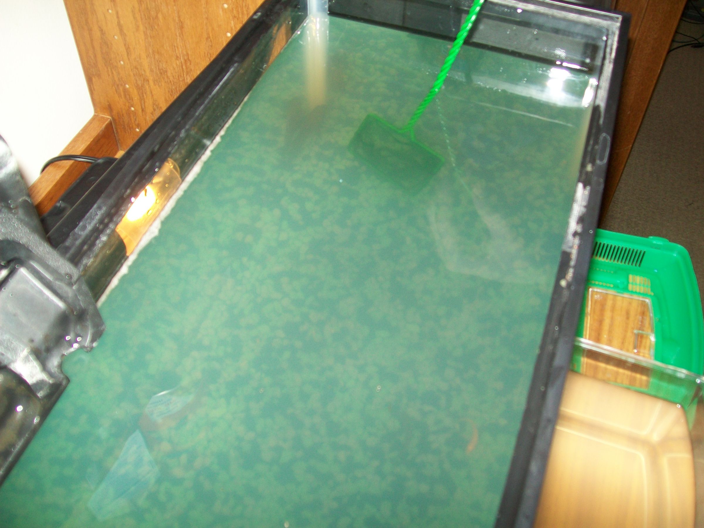 Dirty Tank? Let's Clean It Up! : 10 Steps - Instructables