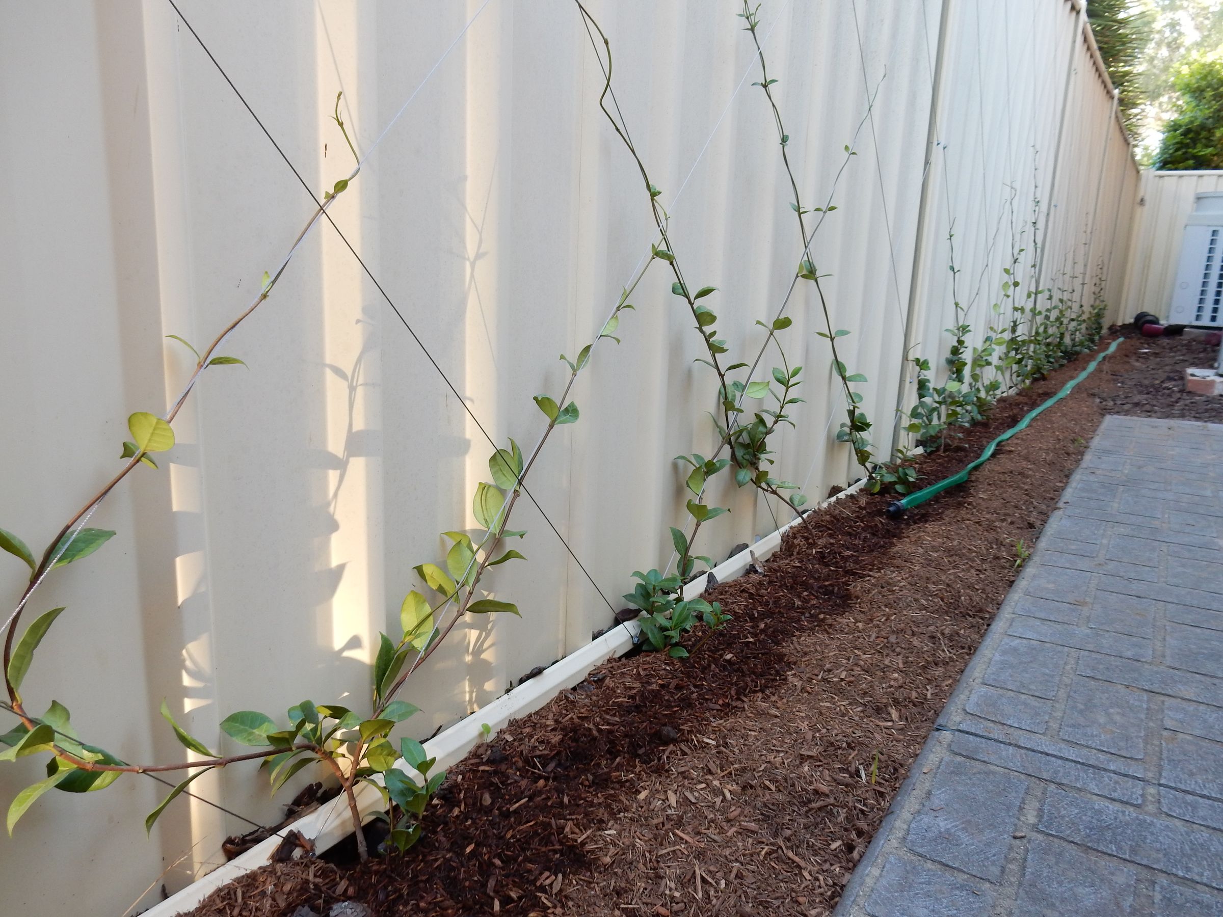 Garden Trellis and Climbing Hedge on Existing Fence WITH VIDEO : 7 ...