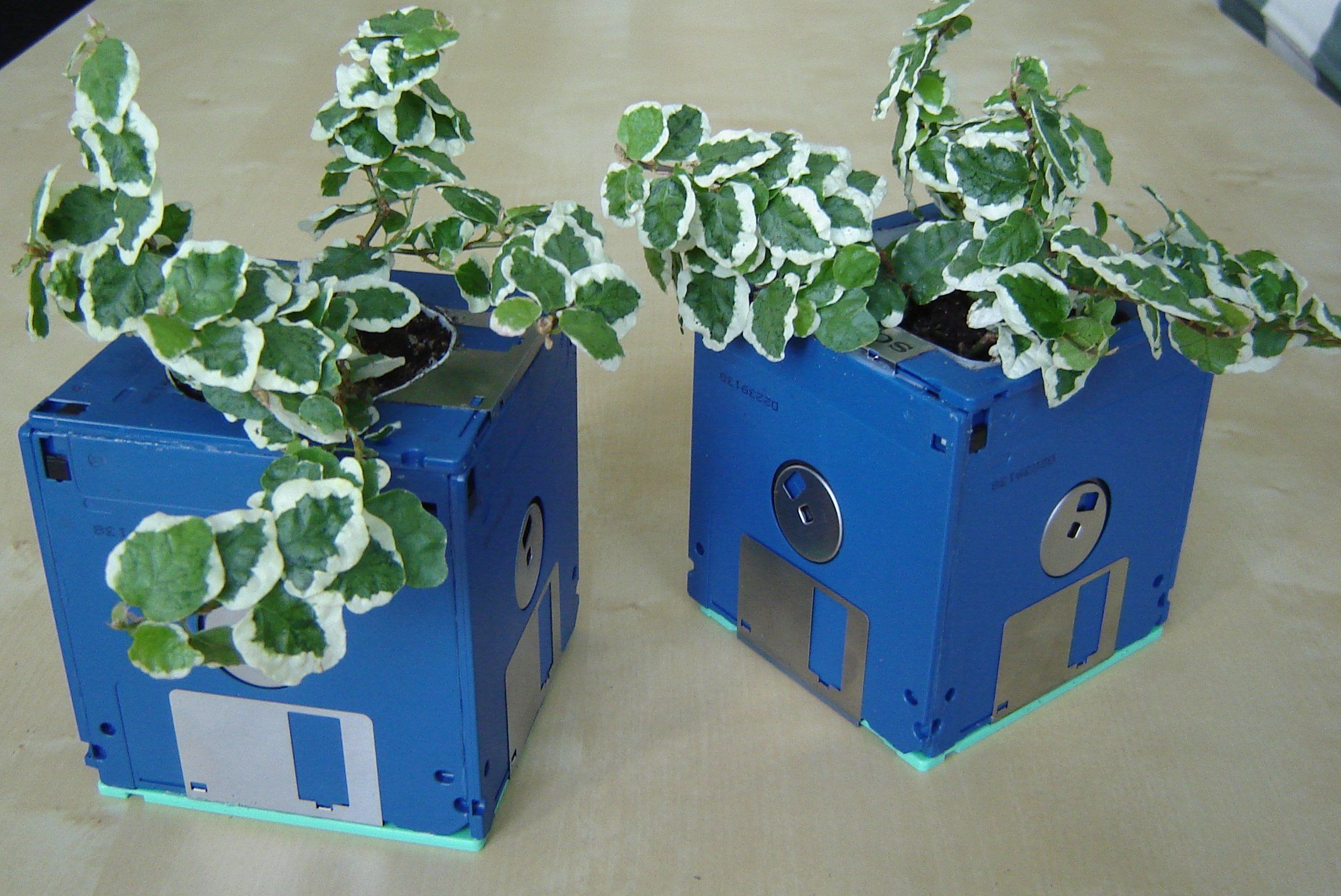 Floppy Disk Planter : 9 Steps (with Pictures) - Instructables