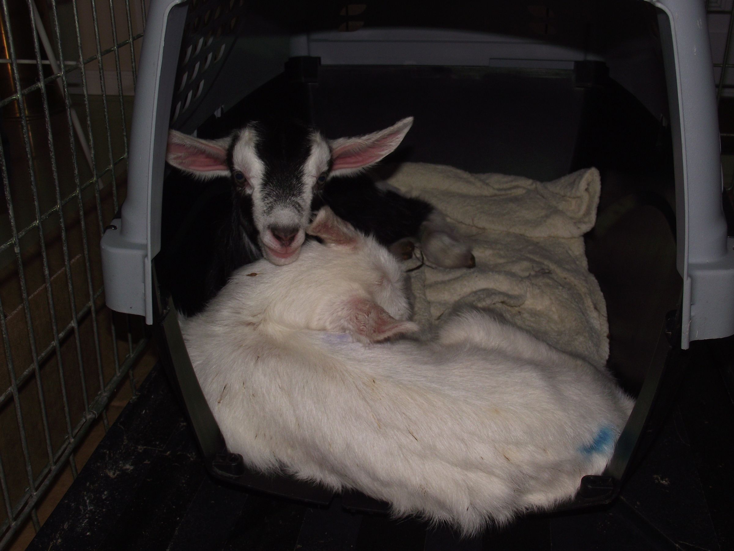 A Pallet Palace for Goats : 5 Steps (with Pictures) - Instructables