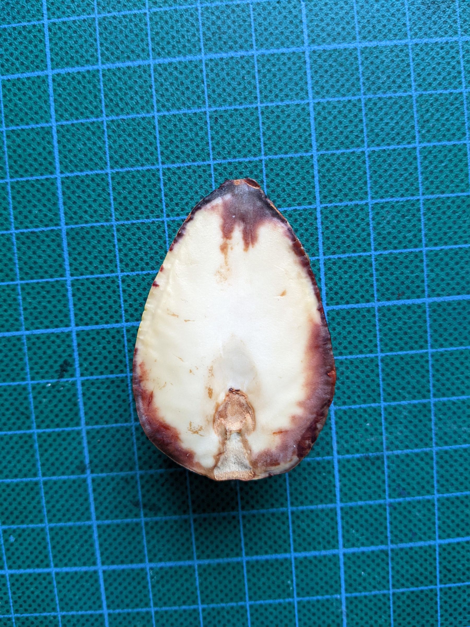 Buttons From Avocado Pits : 8 Steps (with Pictures) - Instructables