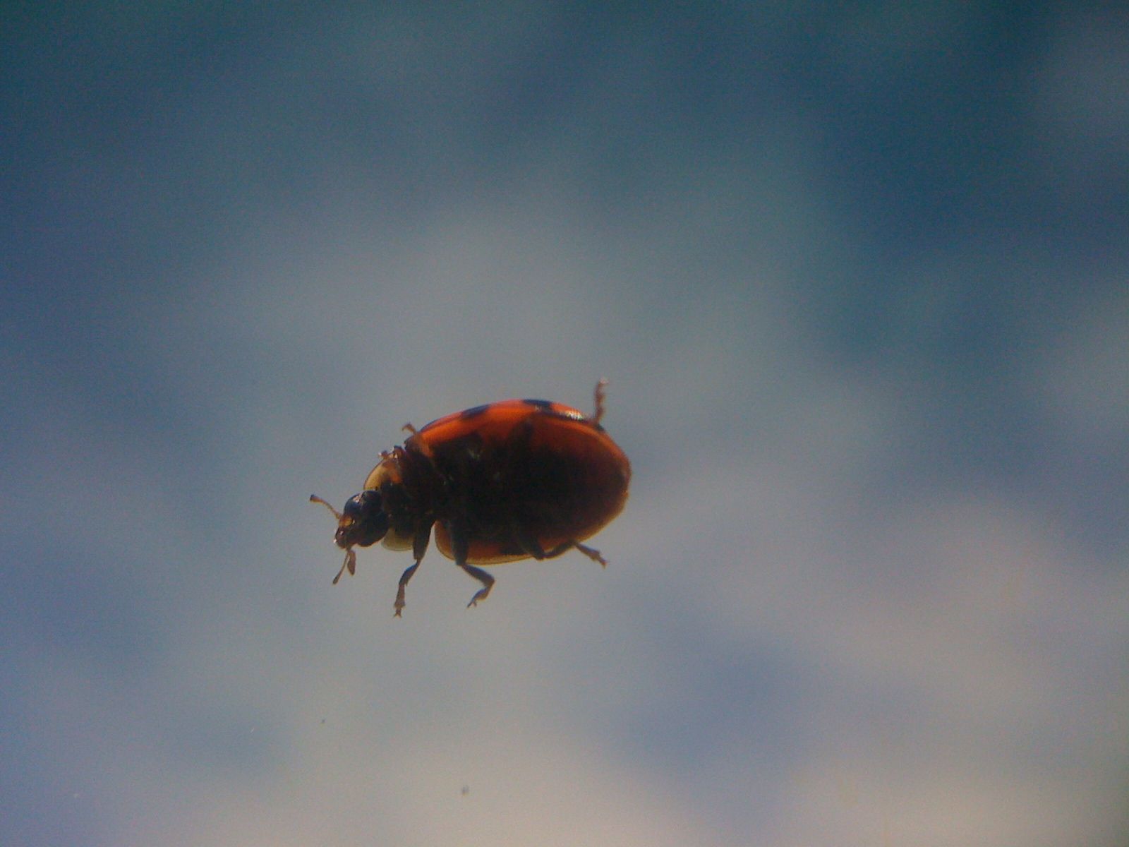 IPhone Macro Lens : 9 Steps (with Pictures) - Instructables