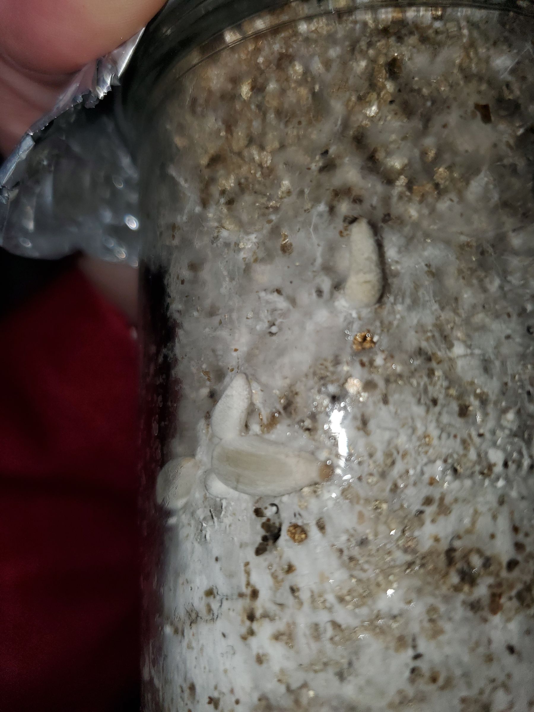 Growing Mushrooms: PF Tek : 12 Steps (with Pictures) - Instructables