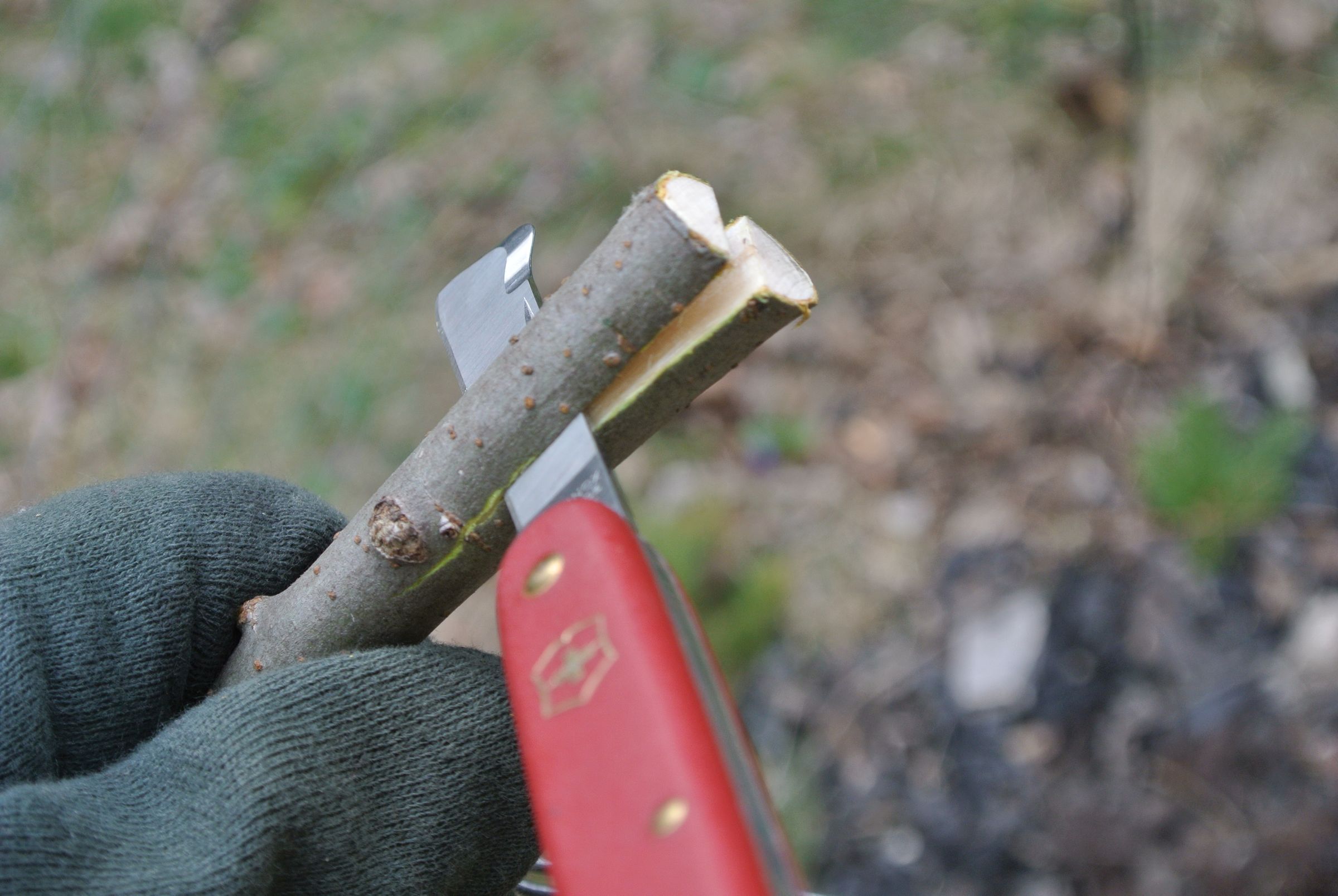 Grafting a Multi-variety Apple Tree. : 10 Steps (with Pictures ...