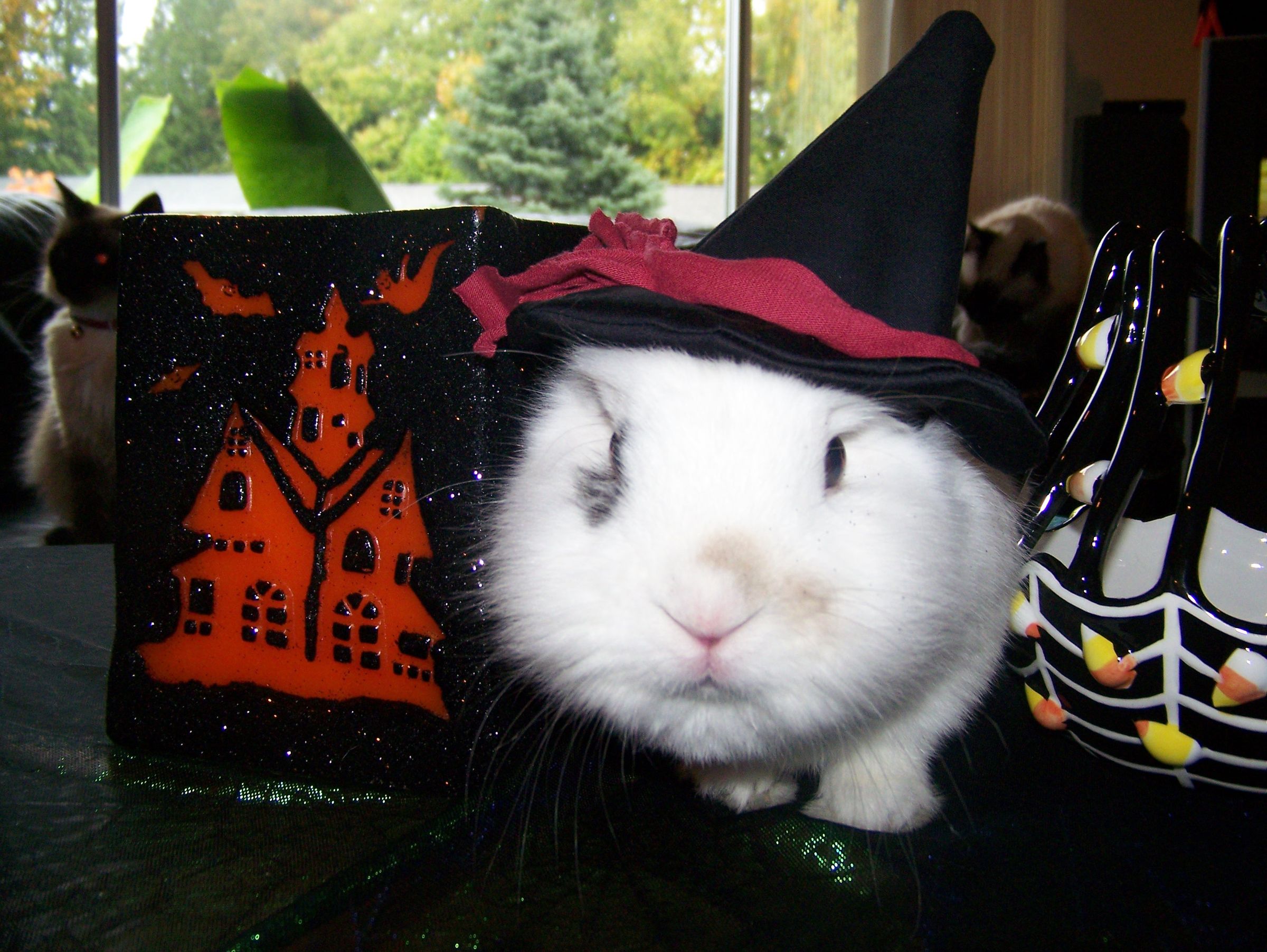 Draimans (my Rabbit) Warlock Costume! - Instructables