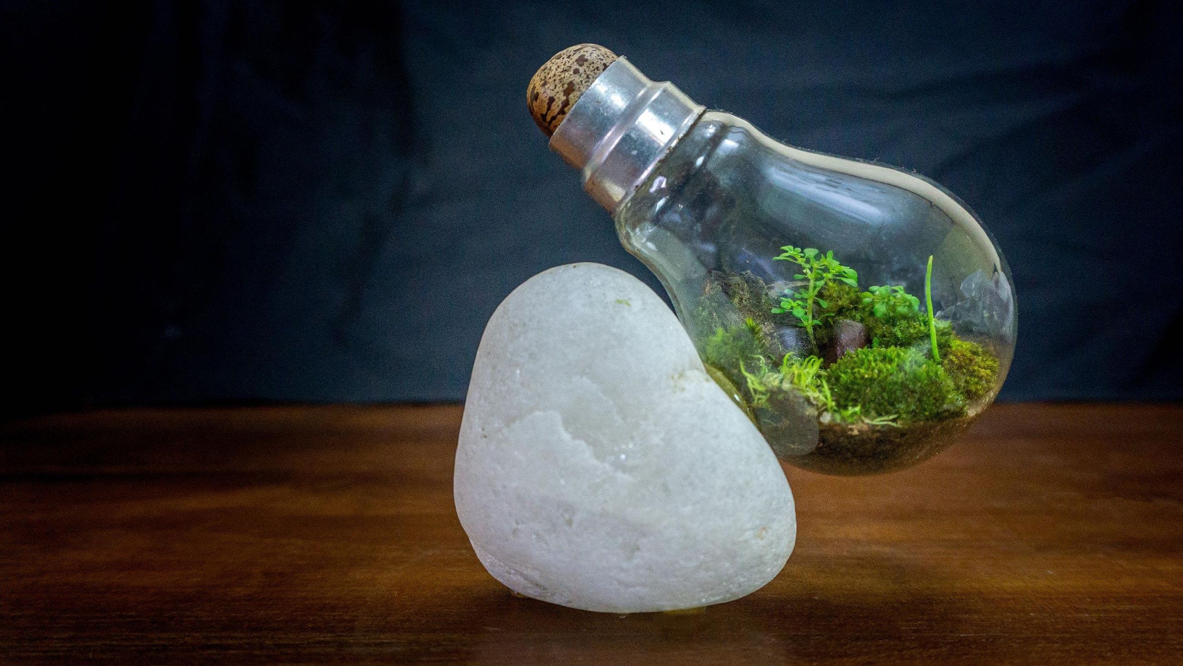 How to Make a Light Bulb Terrarium : 9 Steps (with Pictures ...
