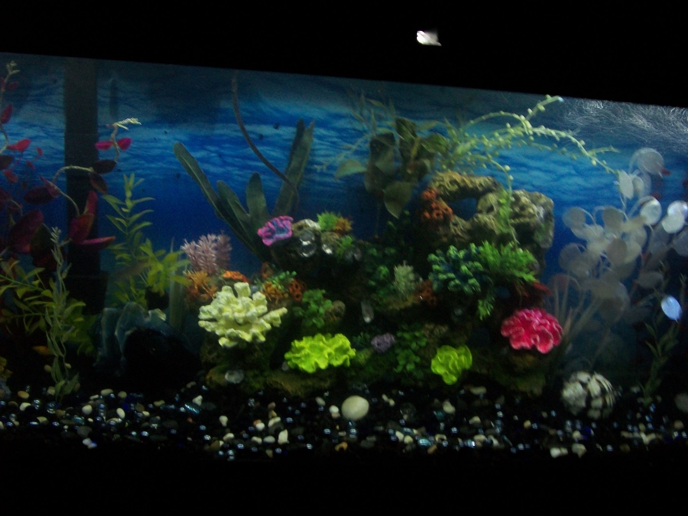 Daylight/moonlight Two-way LED Fishtank Light : 6 Steps (with Pictures ...