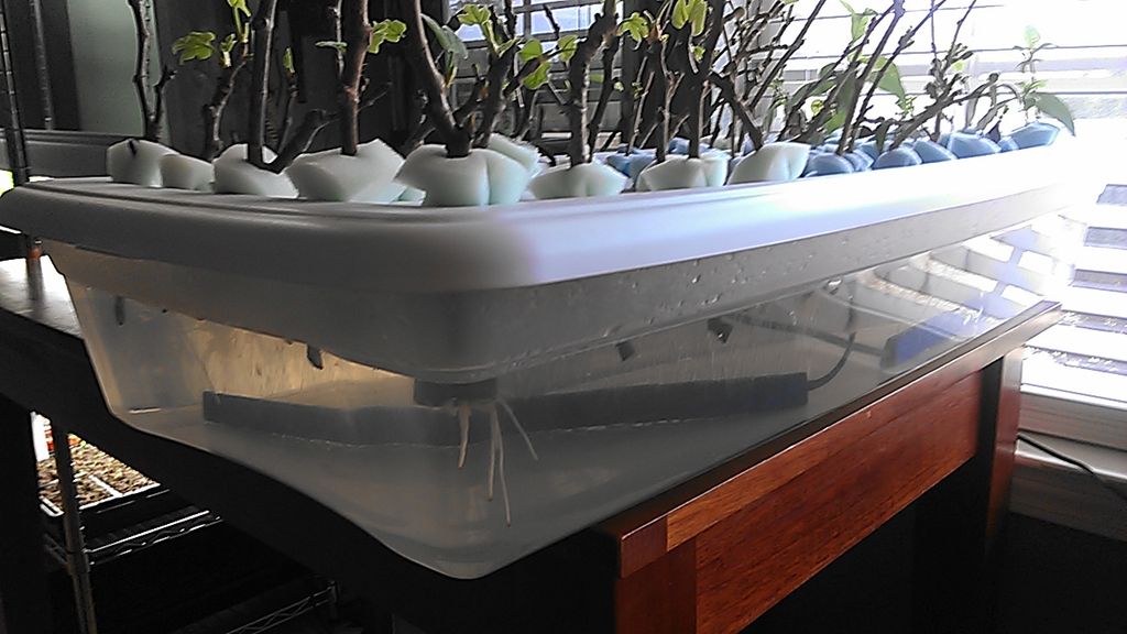 Hydroponic Bubbler Rooter - Instructables