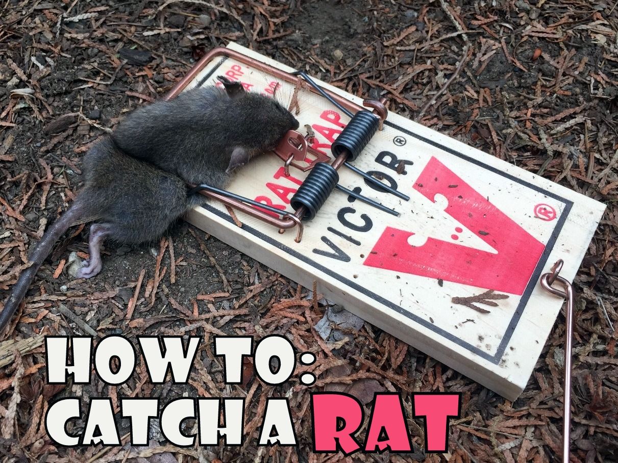 How to Catch a Rat : 4 Steps - Instructables