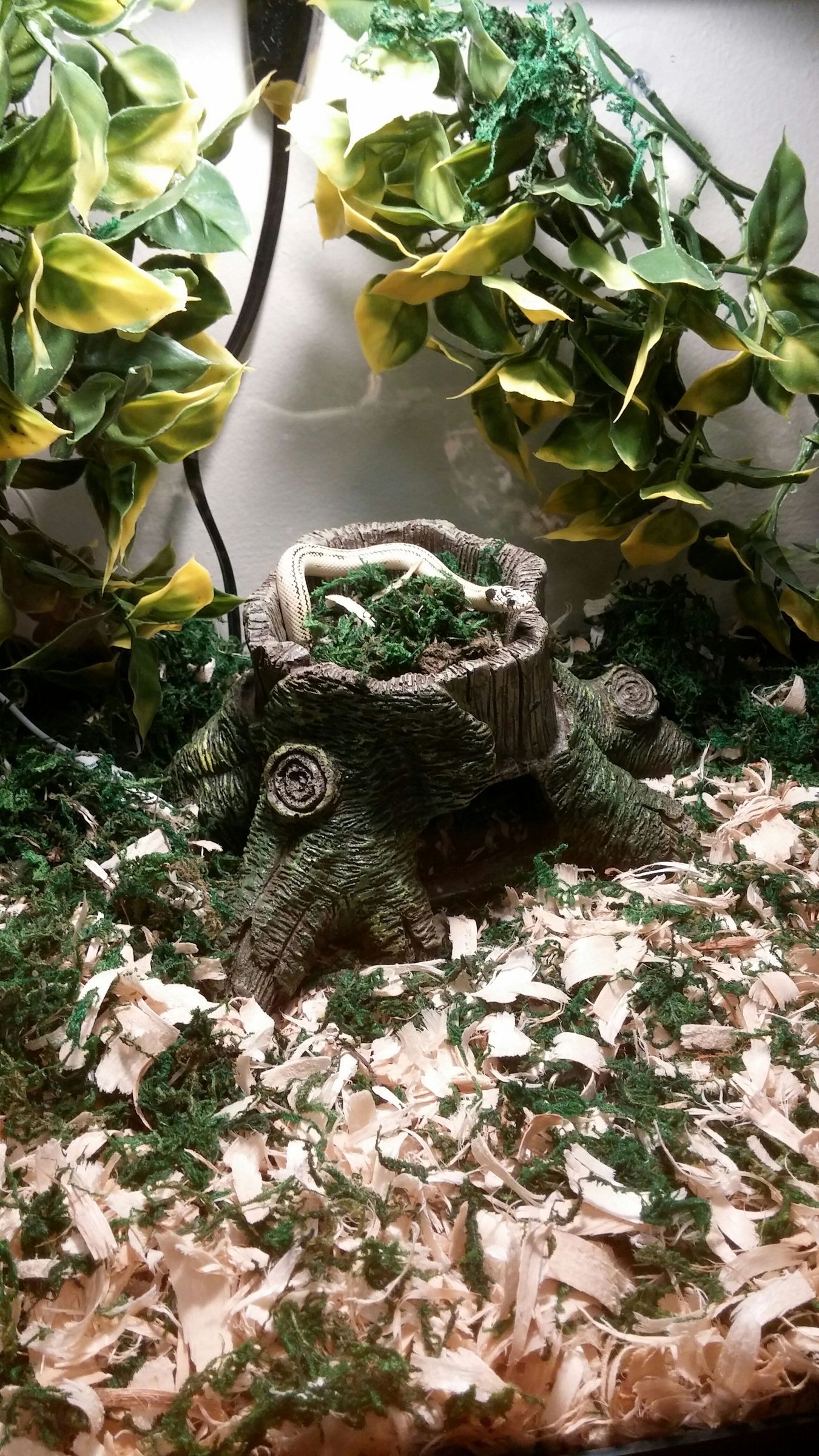 How to Set Up a Reptile Terrarium : 8 Steps (with Pictures) - Instructables