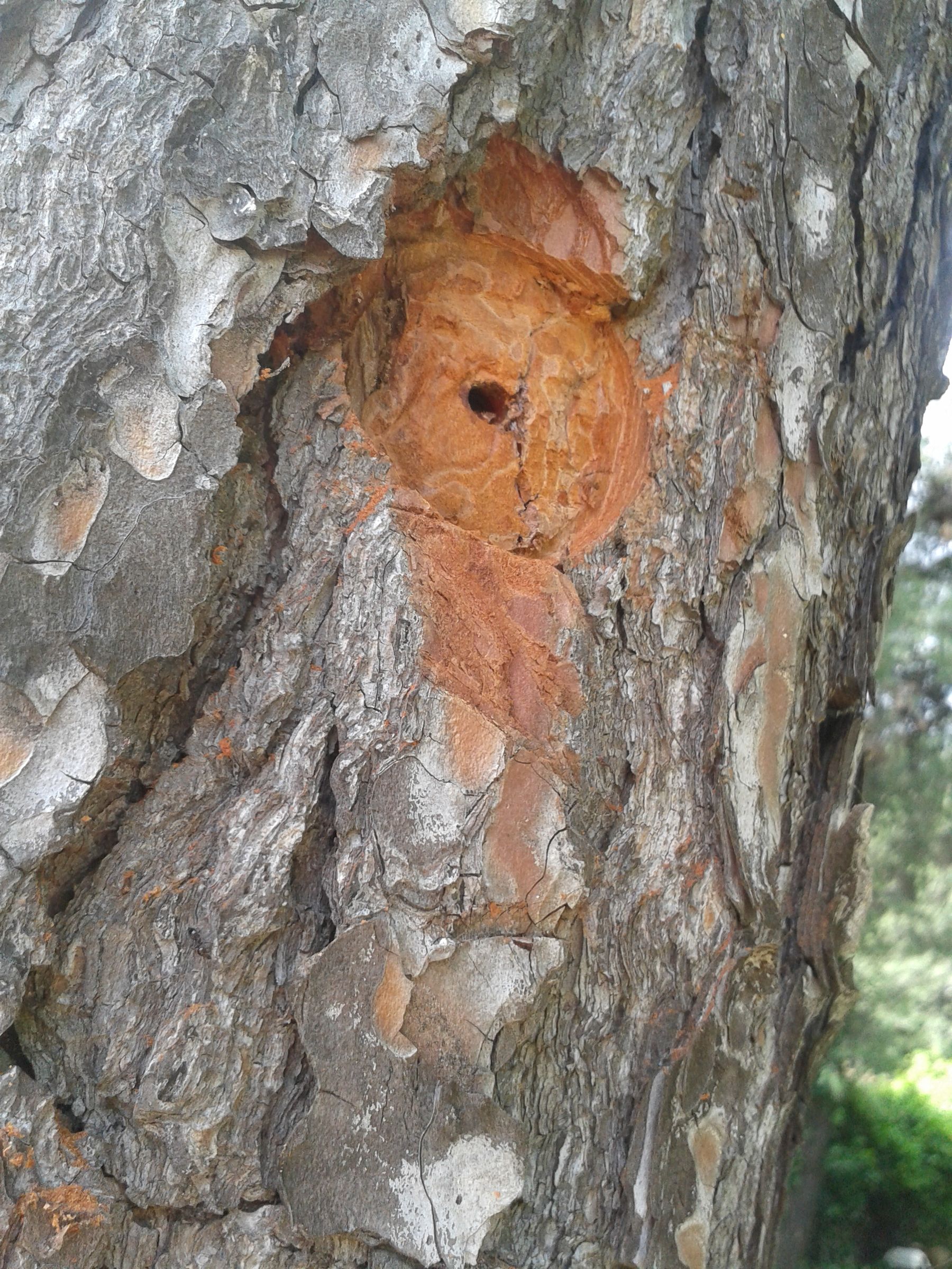 Treehouse on Two Trees : 22 Steps (with Pictures) - Instructables