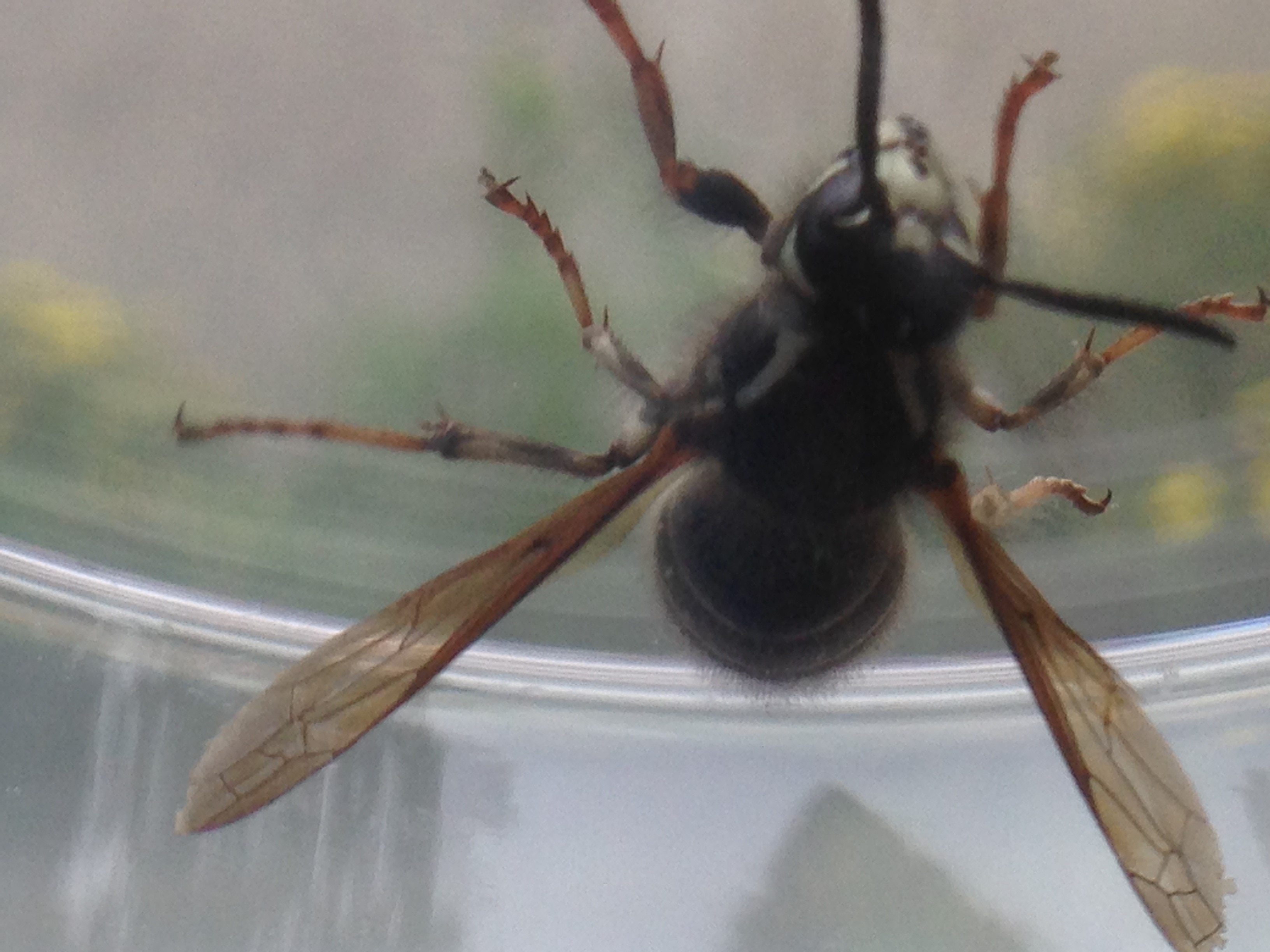 Catch and Release Insects : 5 Steps (with Pictures) - Instructables