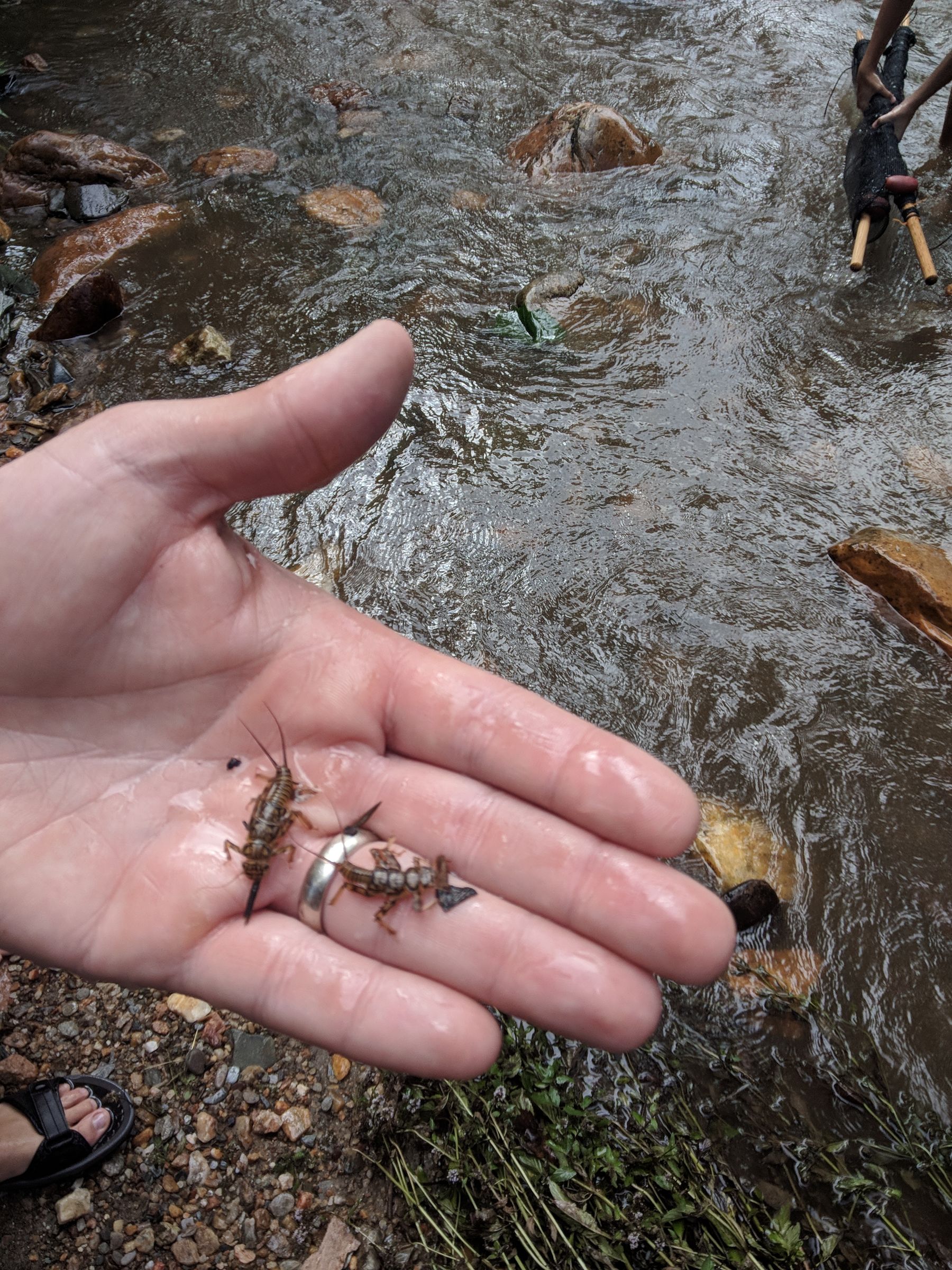 Ice Cube Tray Bug Holder (with Pictures) - Instructables
