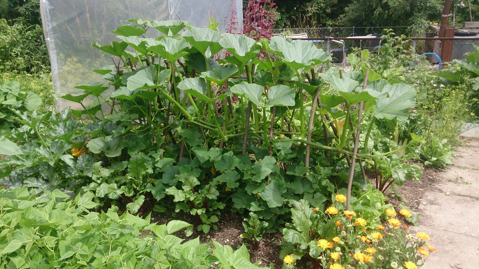 Plant Climbing Frame : 6 Steps (with Pictures) - Instructables