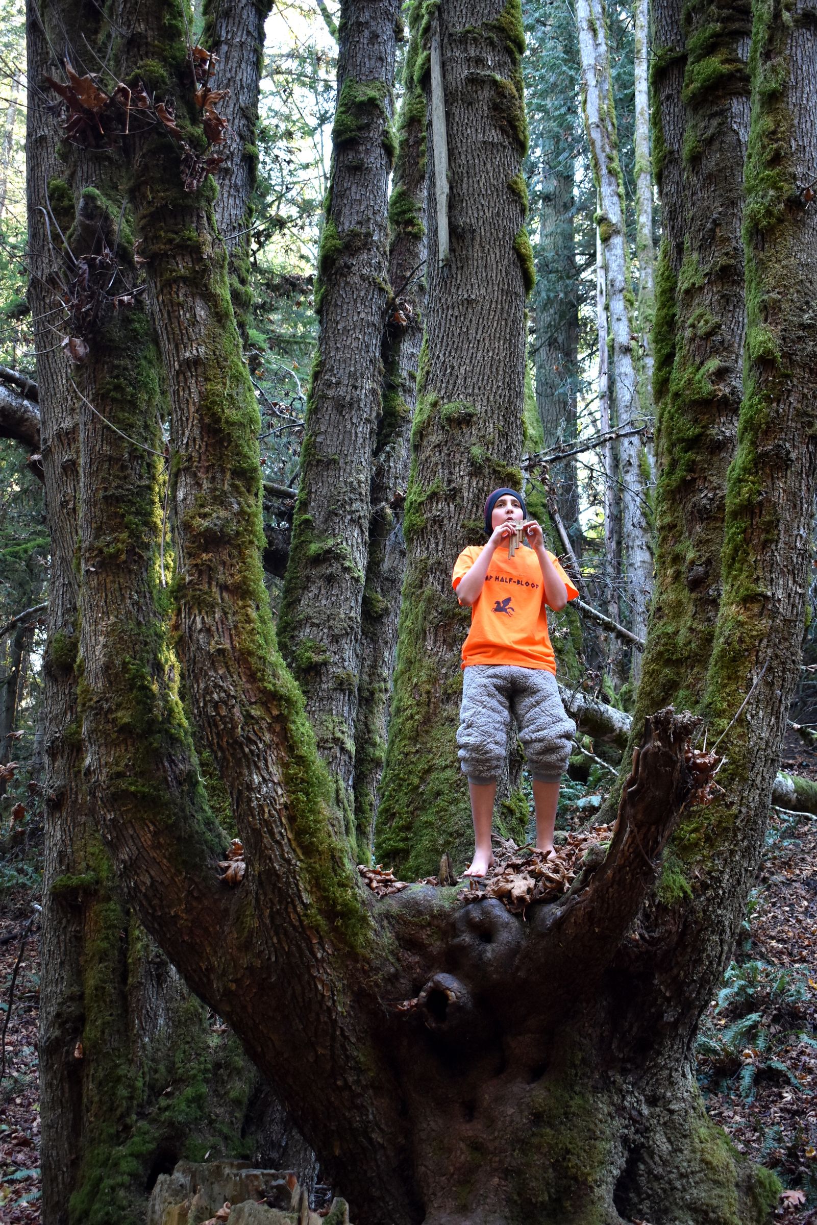 Grover Satyr Percy Jackson