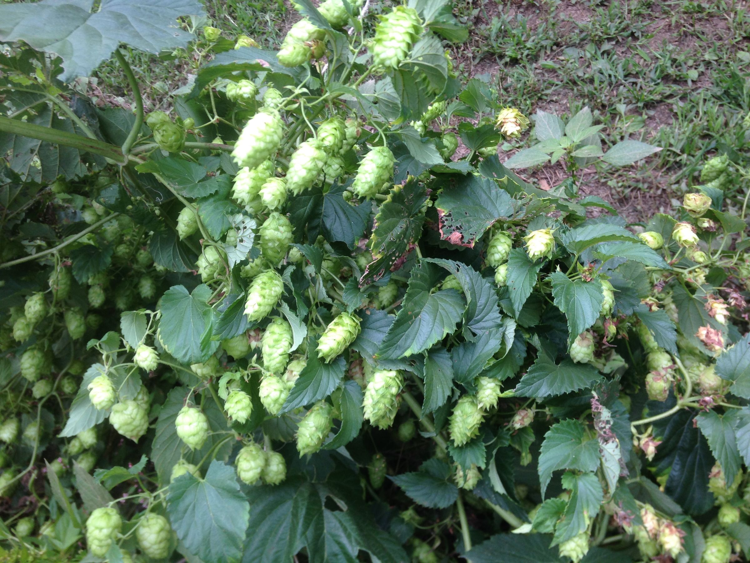 Growing Hops at Home : 9 Steps (with Pictures) - Instructables