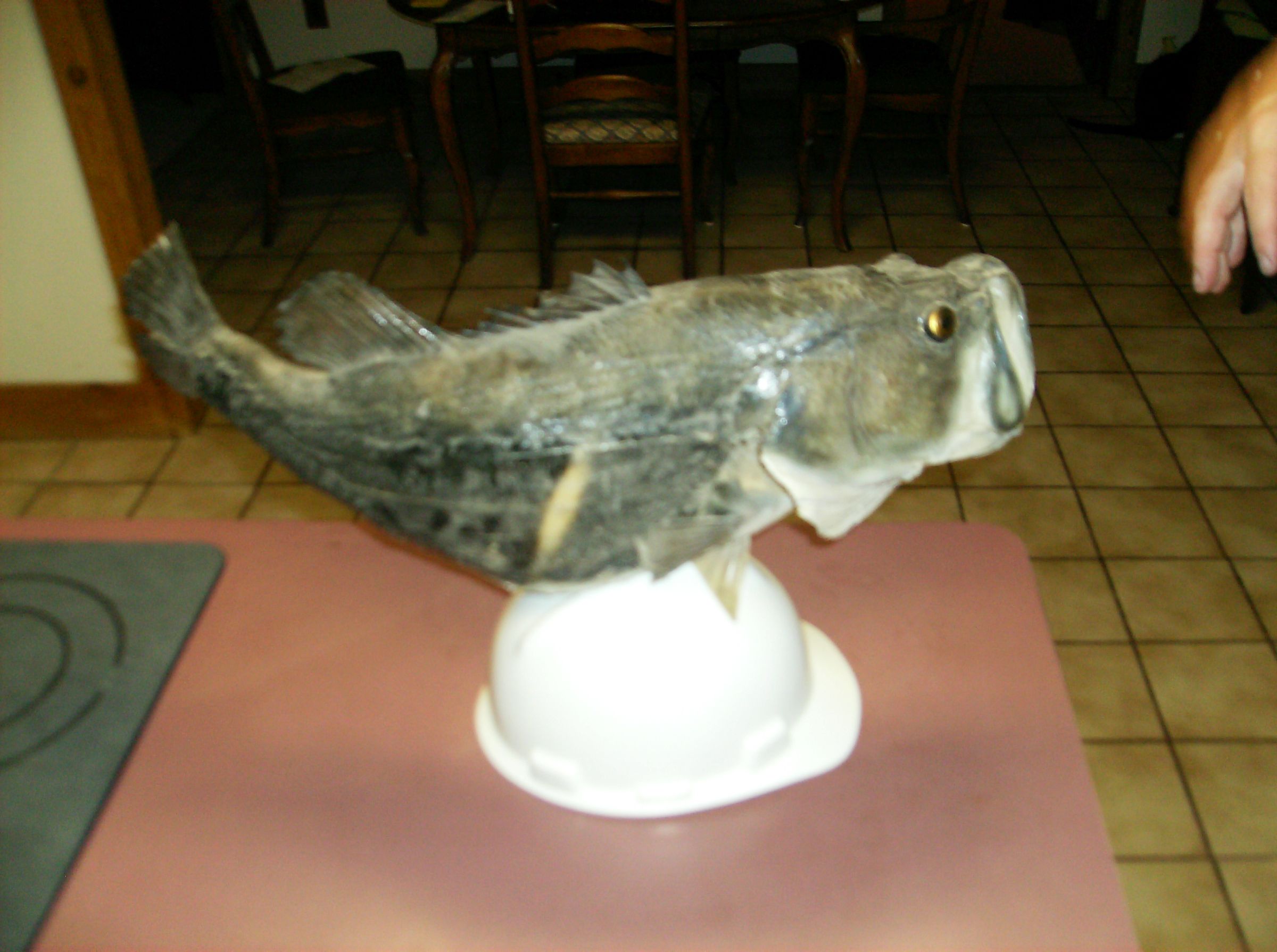 The Taxidermied Fish Helmet! : 5 Steps (with Pictures) - Instructables