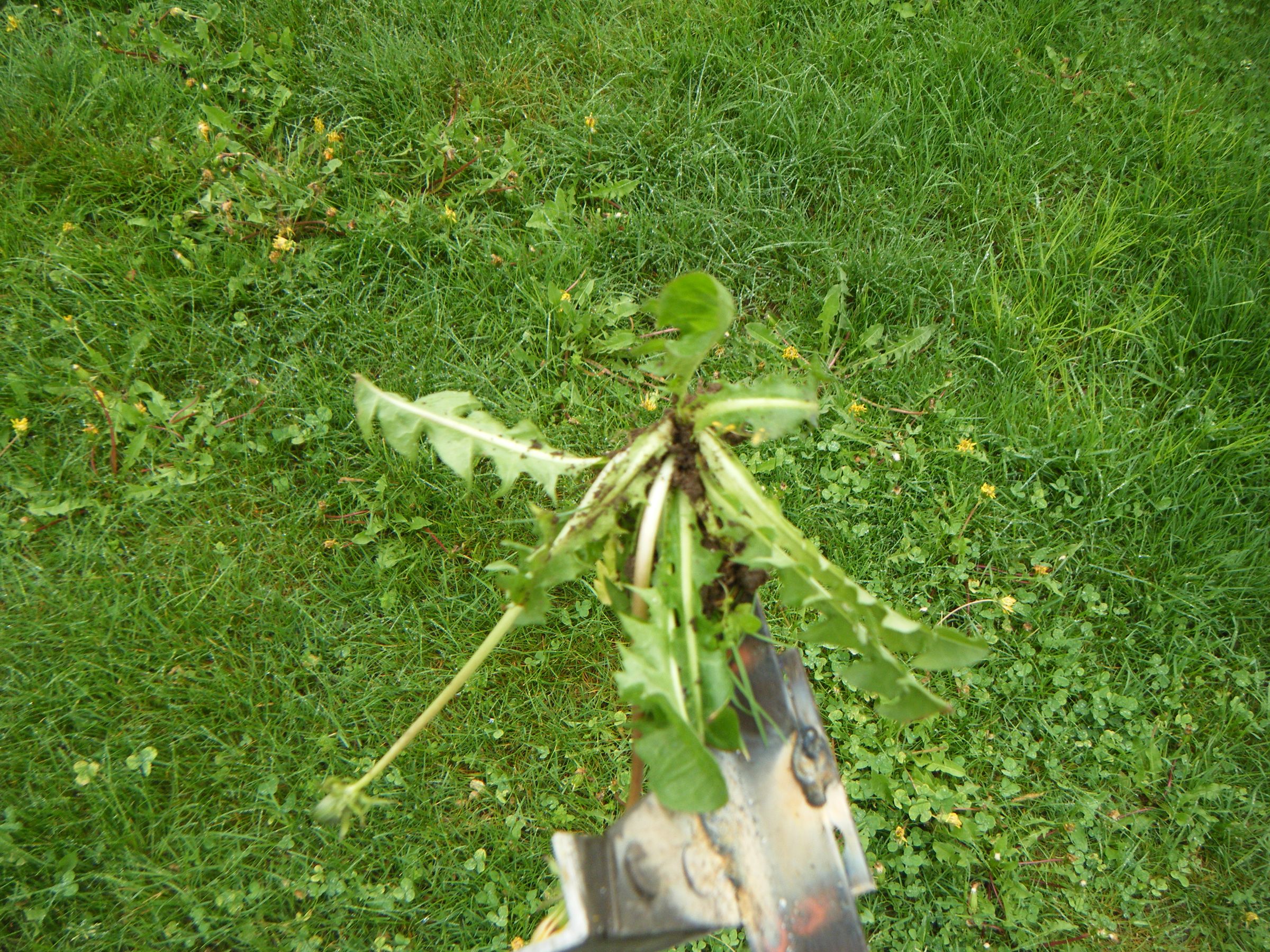 Ultimate Weed Removal Tool : 8 Steps (with Pictures) - Instructables